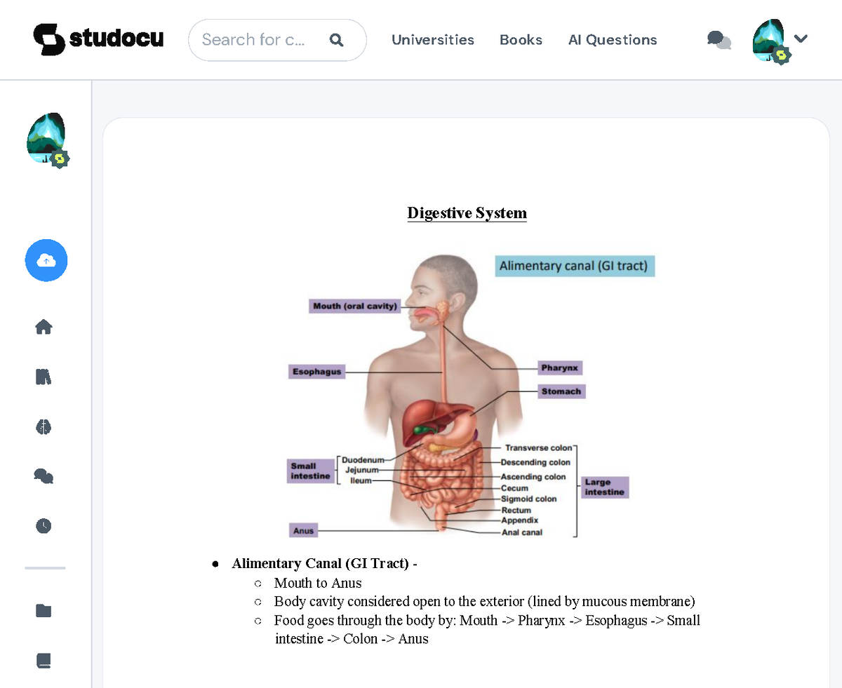 Digestive system - GI Tract - ATTR 25058 - Digestive System Alimentary ...