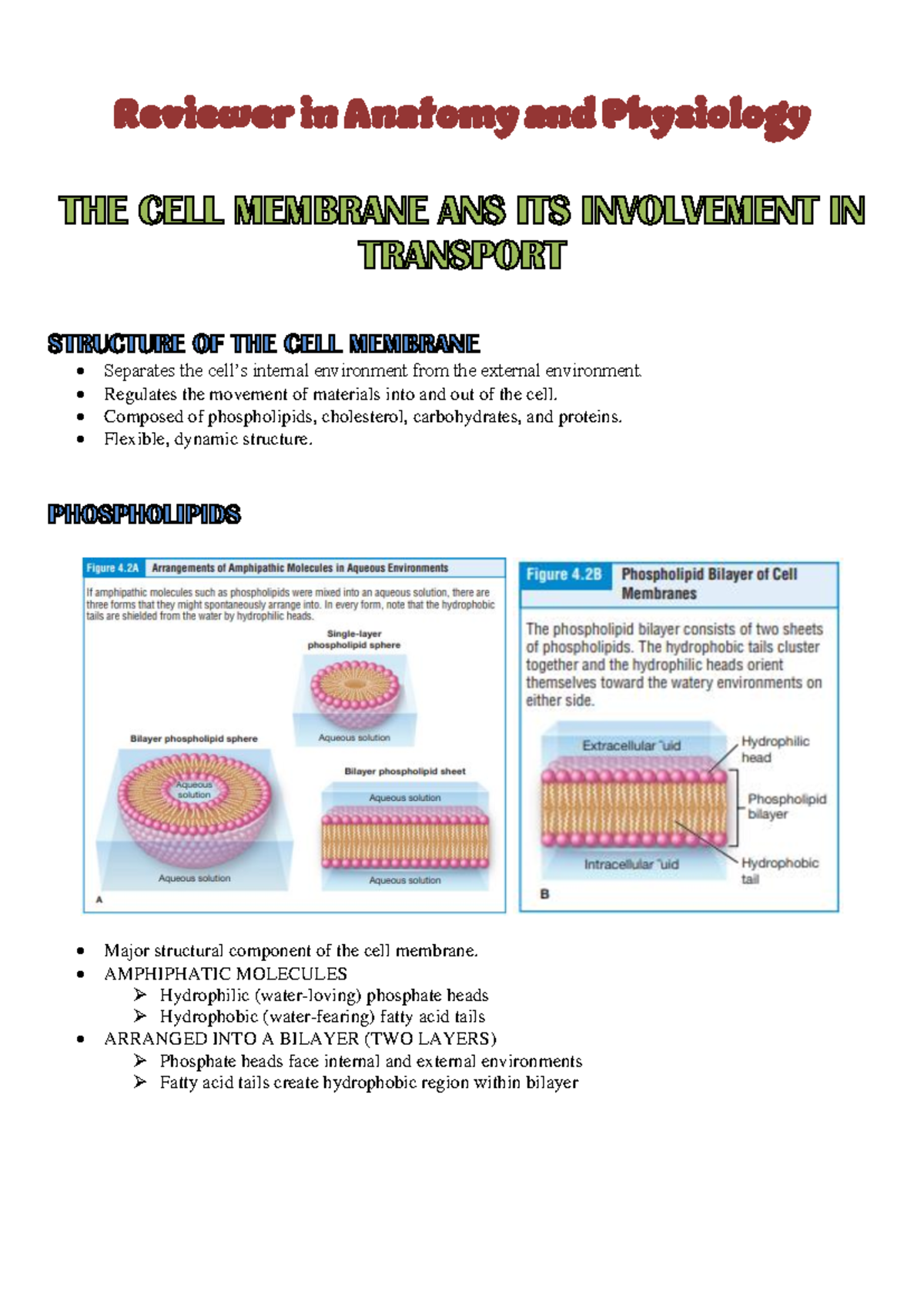 ALL About THE CELL - from the ppt - Reviewer in Anatomy and Physiology ...