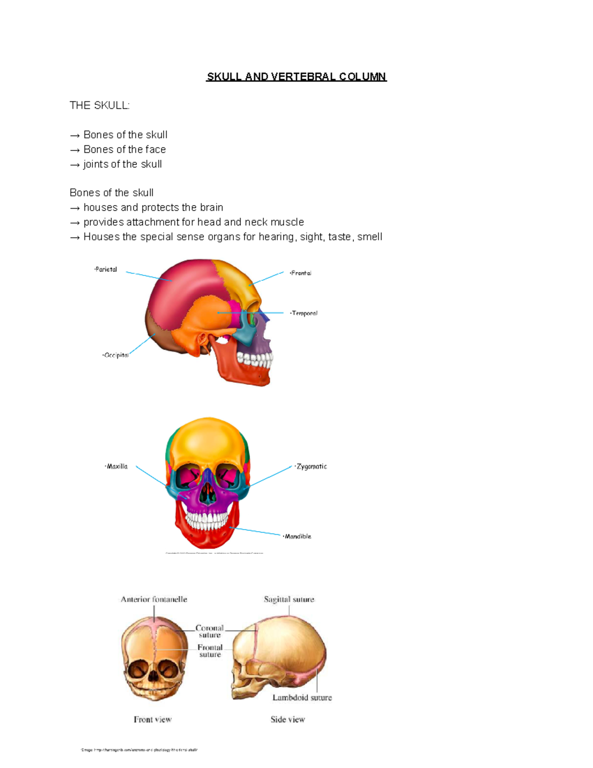 Skull and Verterbral - SKULL AND VERTEBRAL COLUMN THE SKULL: → Bones of ...
