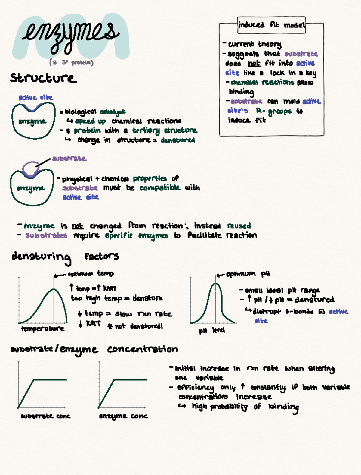 Enzymes summary for AP biology - enzymes currenttheory structure ...