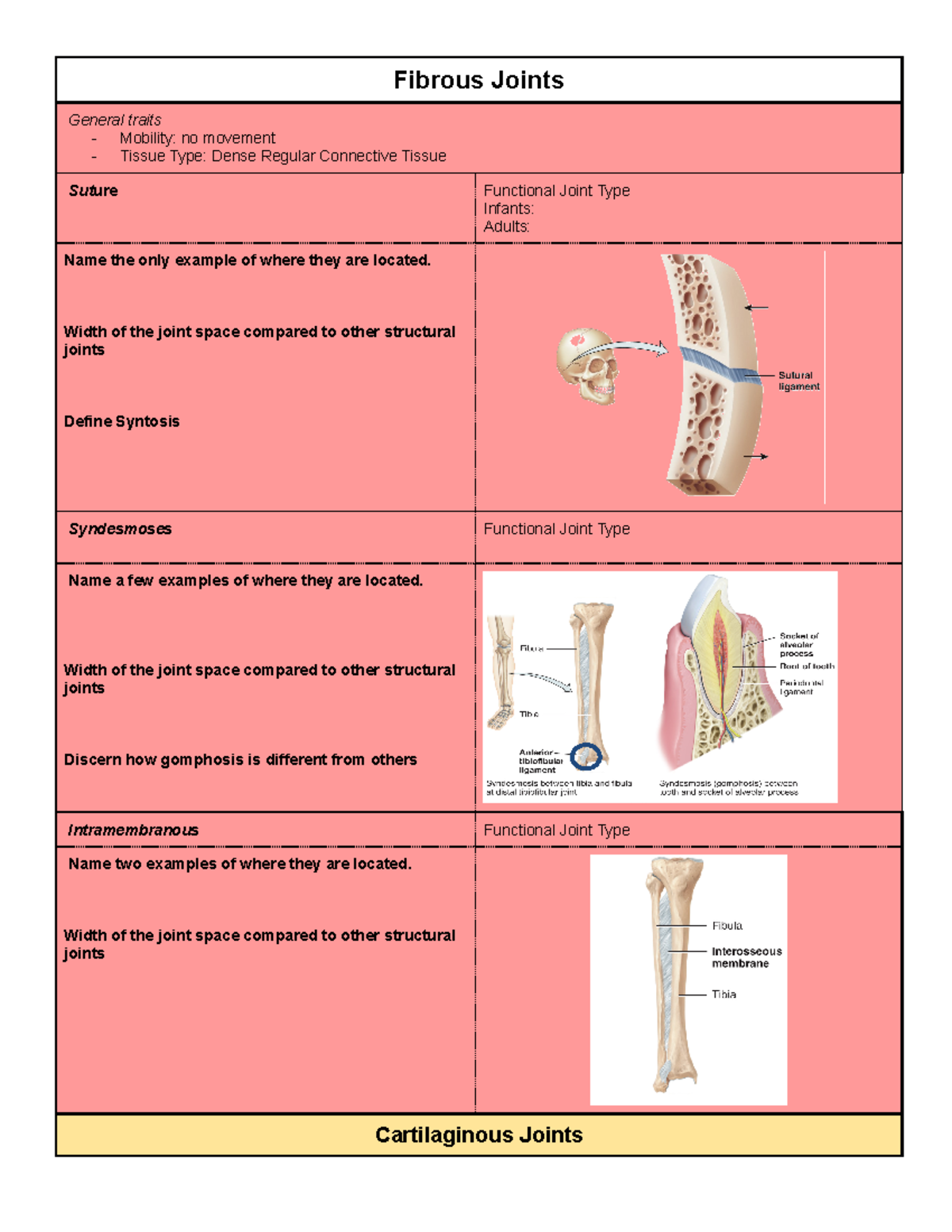 Joints Extra Help - notes - Fibrous Joints General traits - Mobility ...
