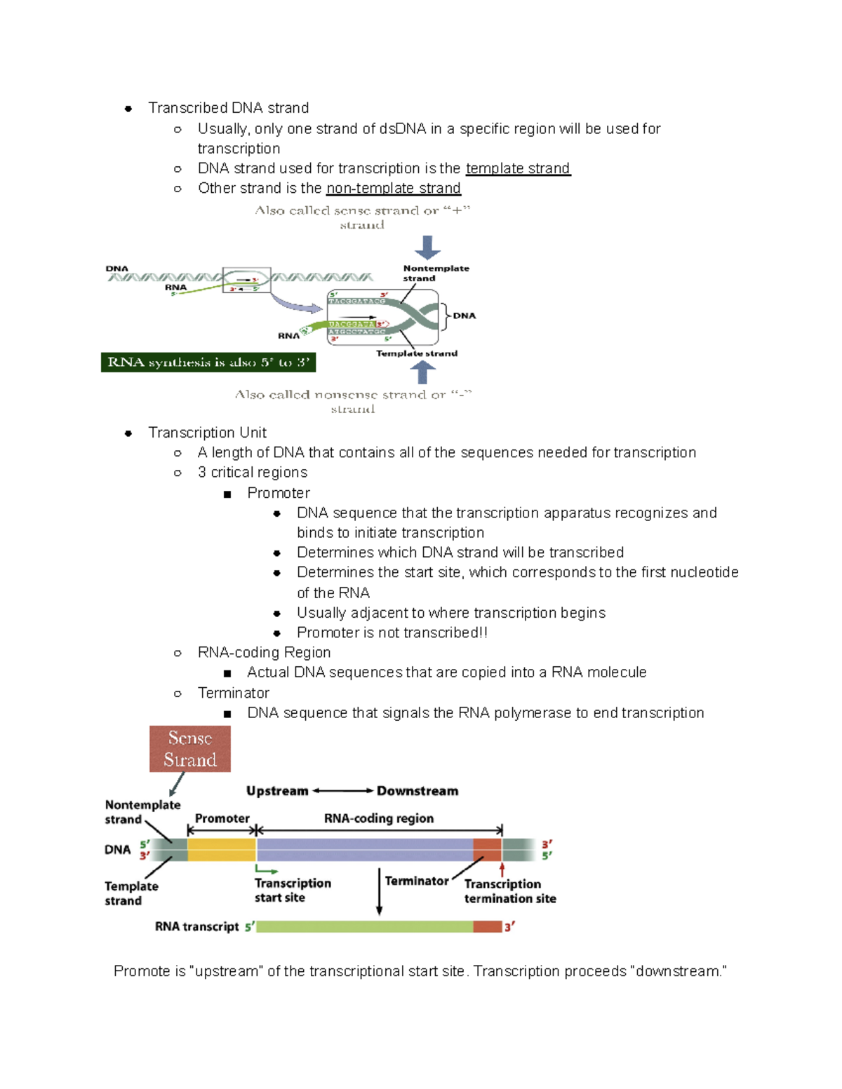 Genetics Chapter 13 Part 2 Notes - Transcribed DNA strand Usually, only ...