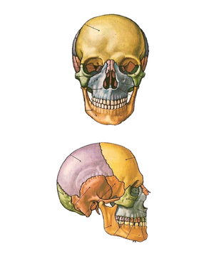 Anatomía Clase 1 Y 2 - Apuntes de la Unidad 1 de Anatomía Descriptiva ...