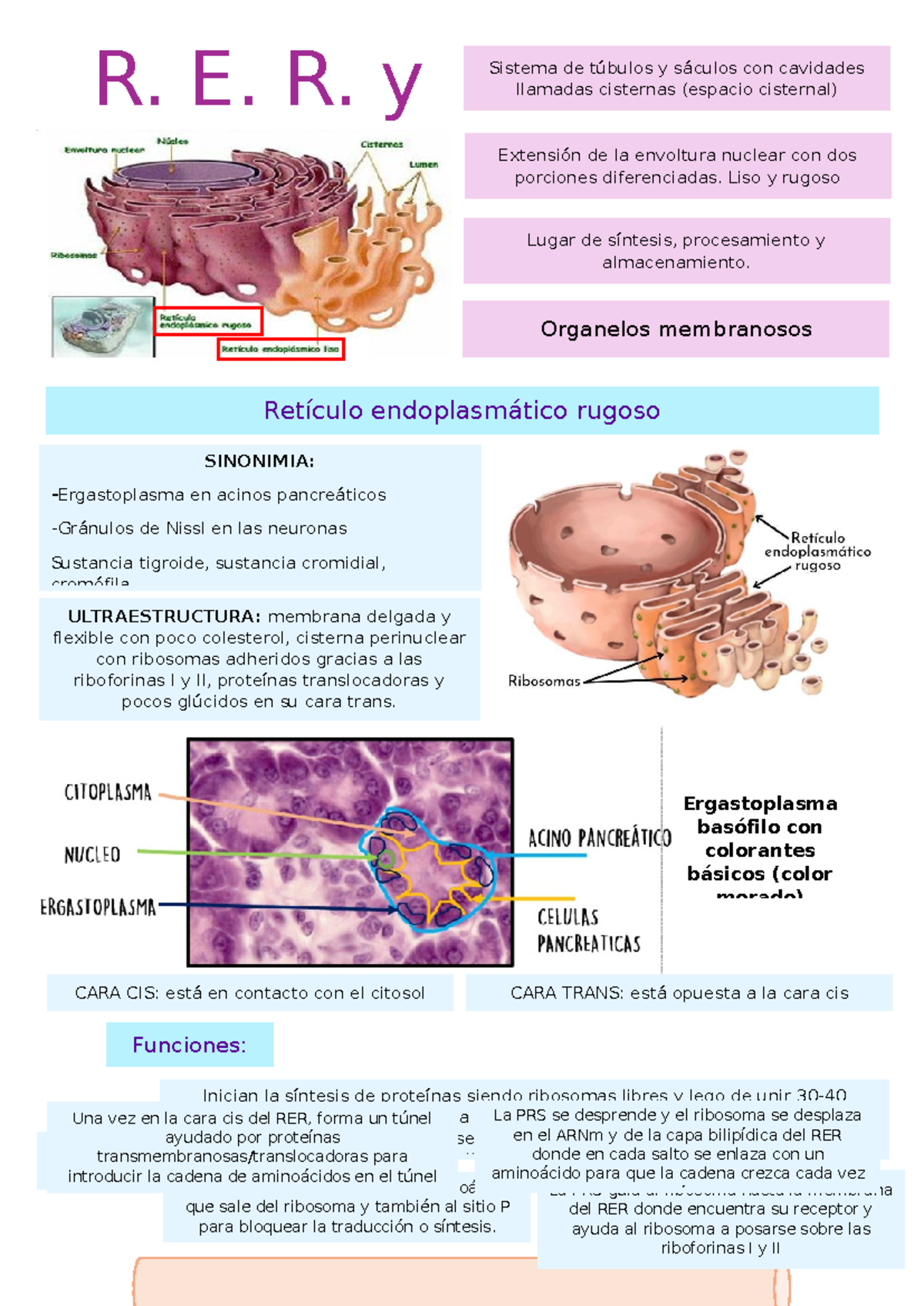 Resumen RER - Apuntes de RER - R. E. R. y R. E. L. Sistema de túbulos y ...