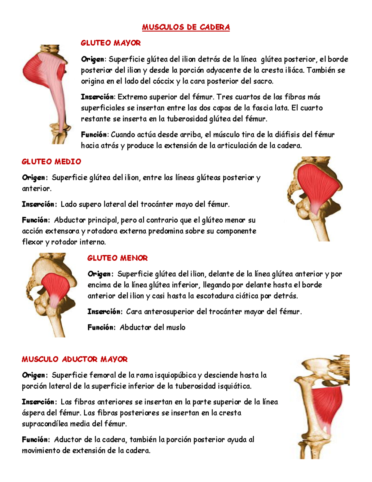 Musculos de la cadera - origen, inserción y función. - MUSCULOS DE ...