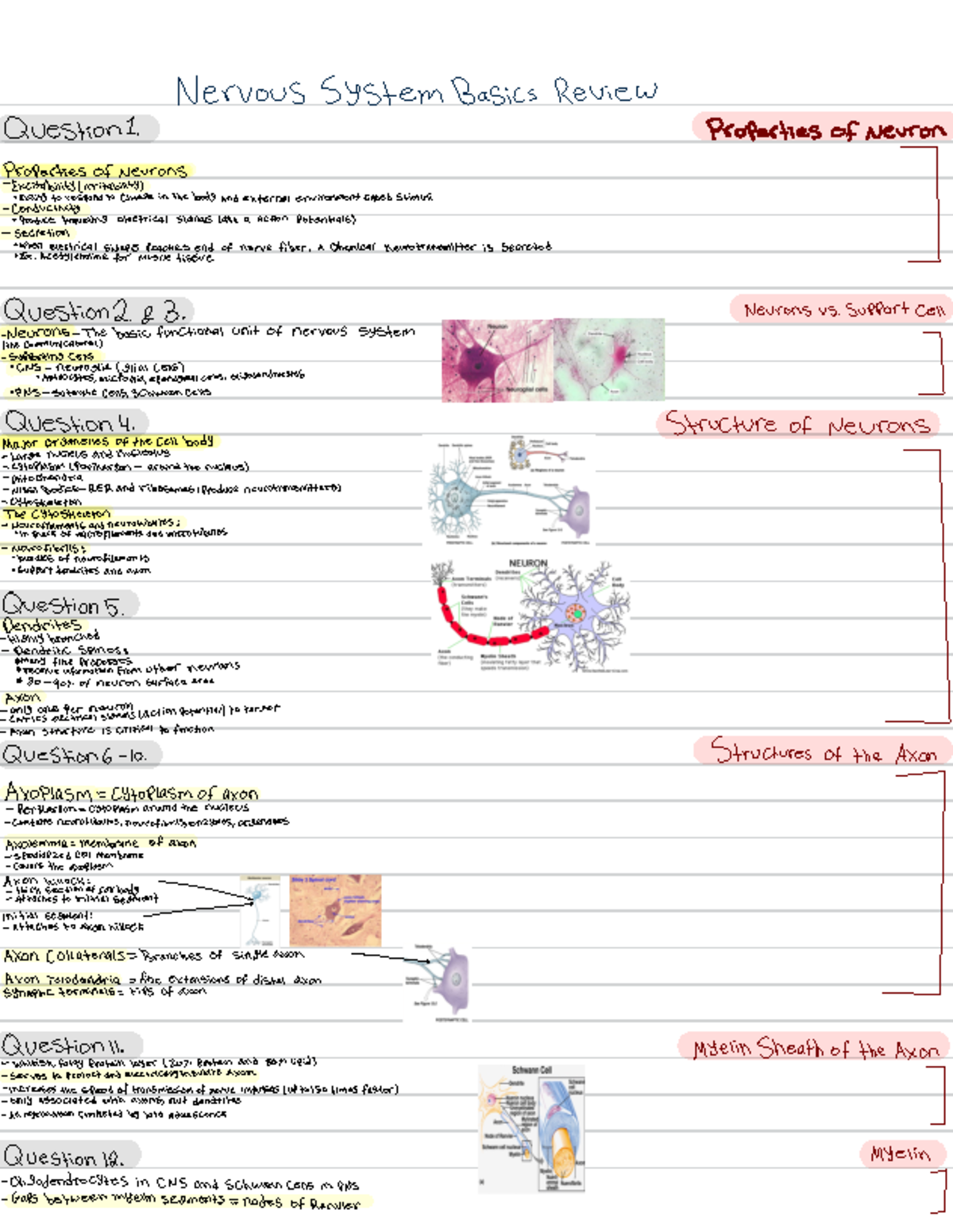 Nervous System Basics Review Answers - Nervous System Basics Review ...