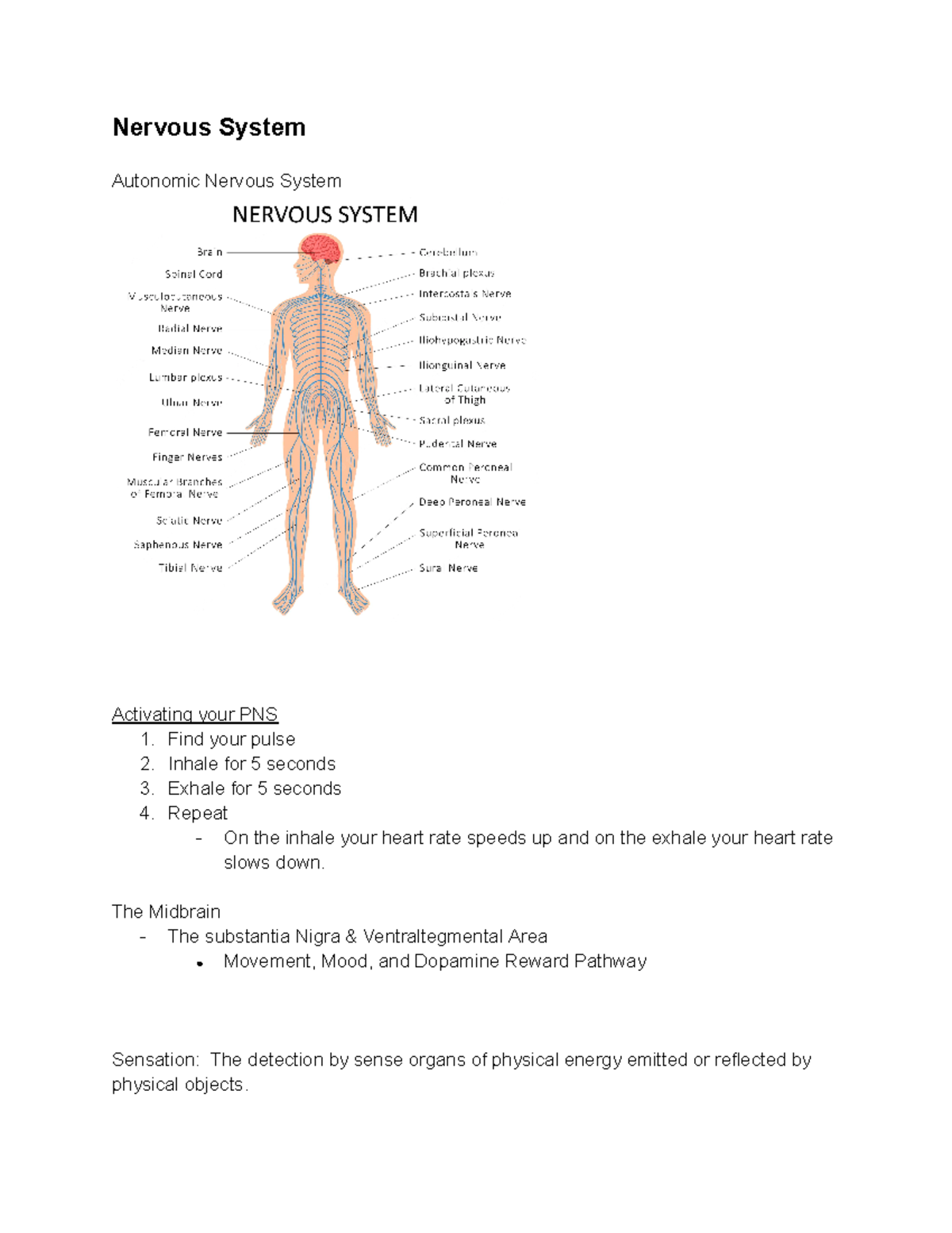 Psychology Notes - Nervous System Autonomic Nervous System Activating ...