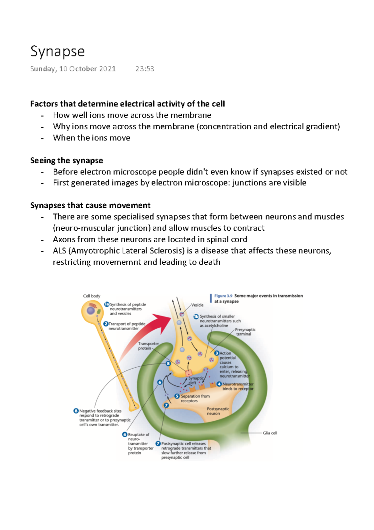 Synapse - Factors that determine electrical activity of the cell How ...