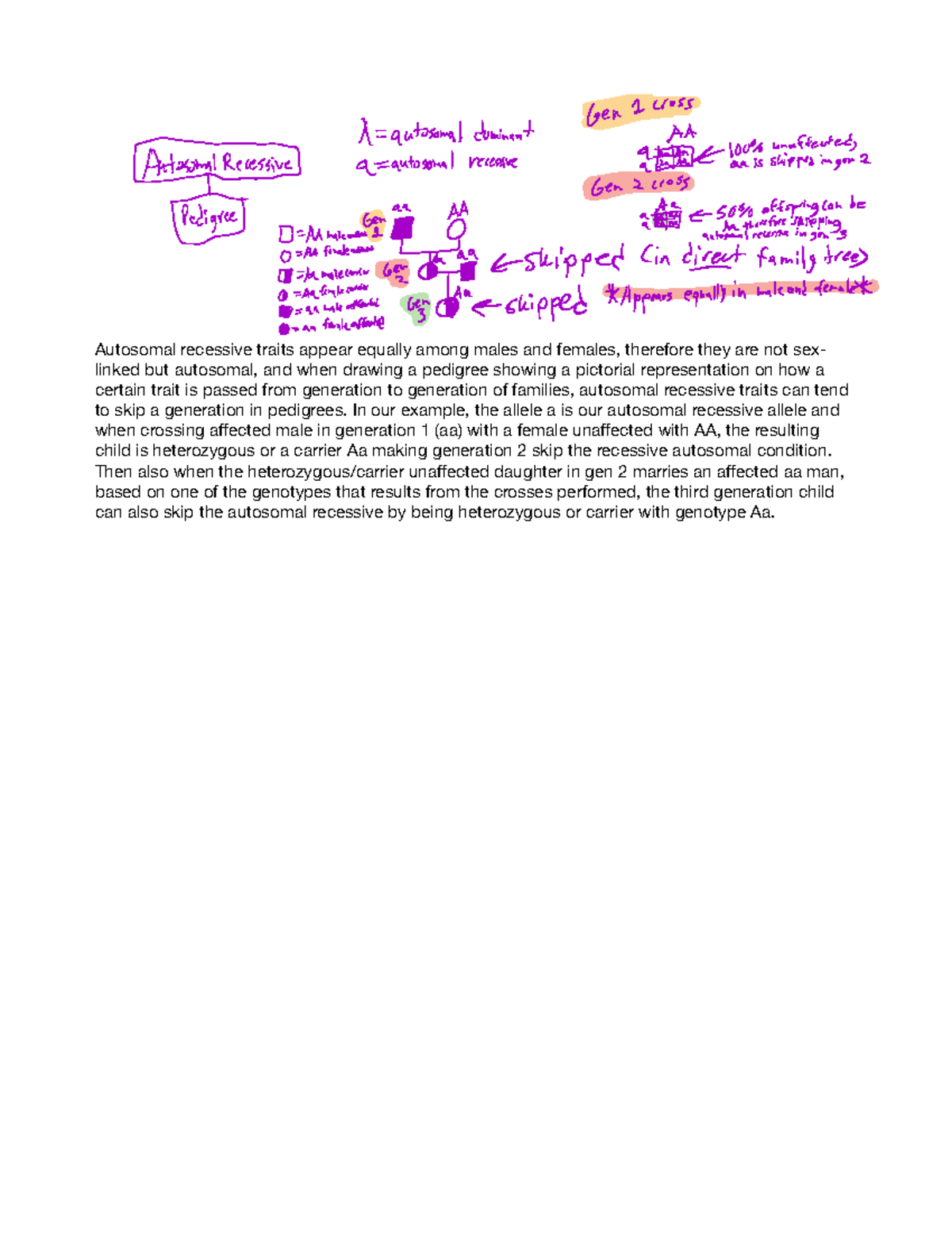 Chapter 6 Concept Map - Autosomal recessive traits appear equally among ...