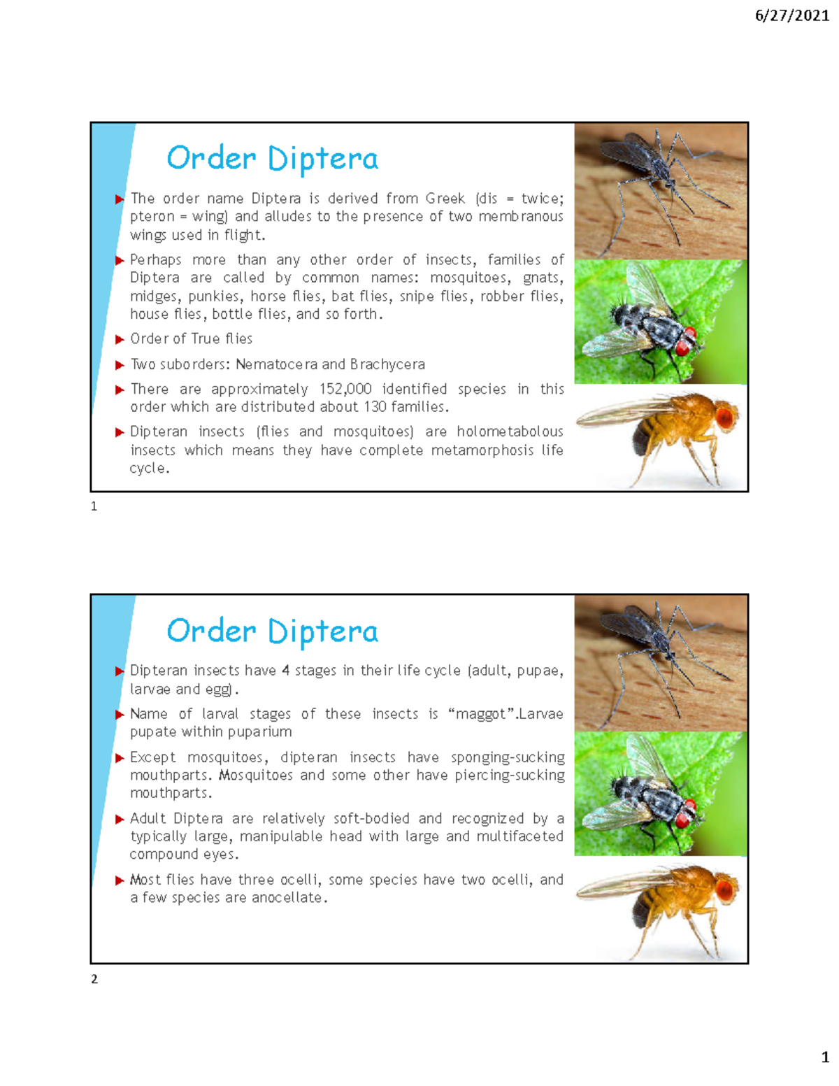 Order Diptera and economic importance family - Order Diptera The order ...