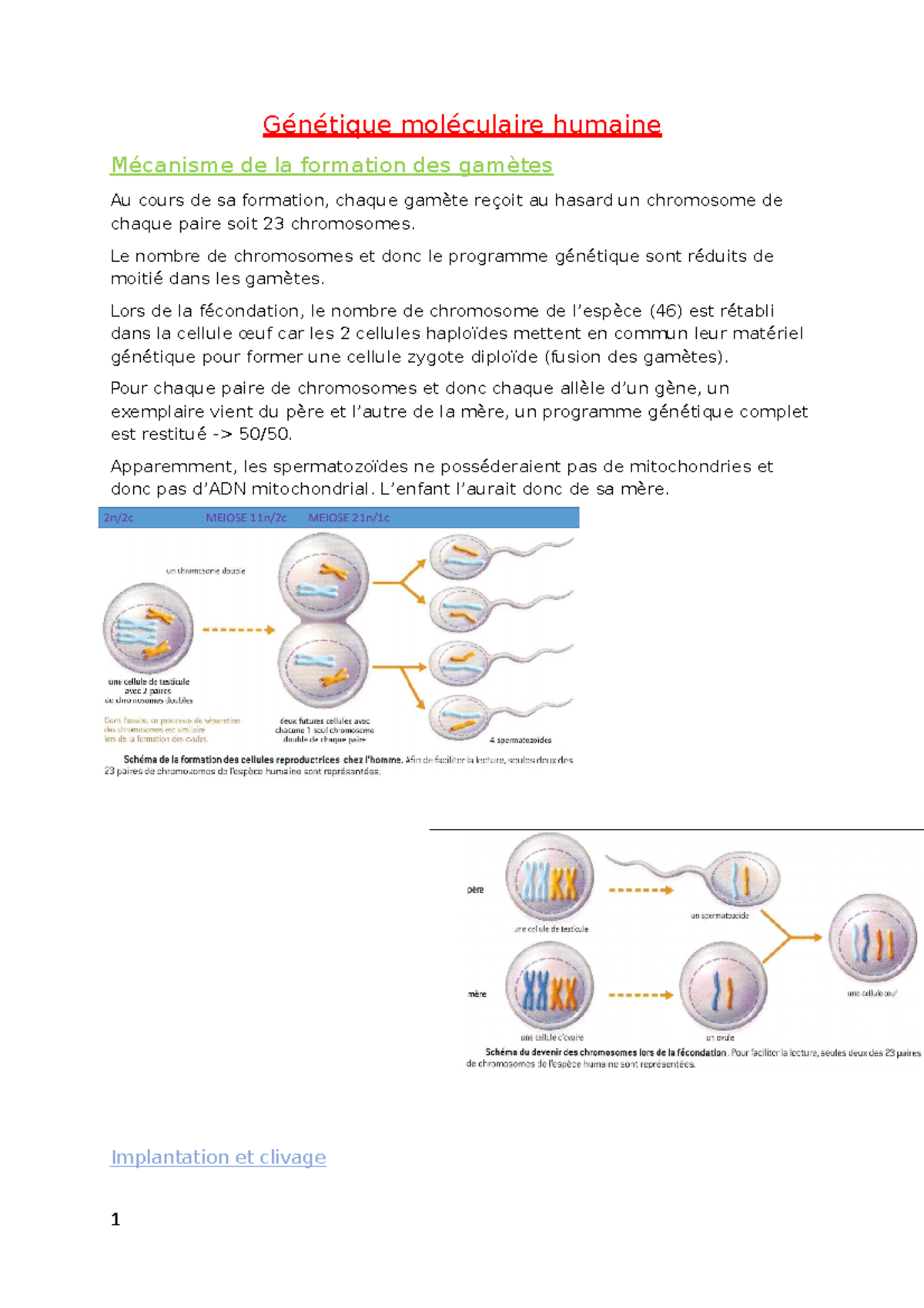 Génétique moléculaire humaine - Génétique moléculaire humaine Mécanisme ...