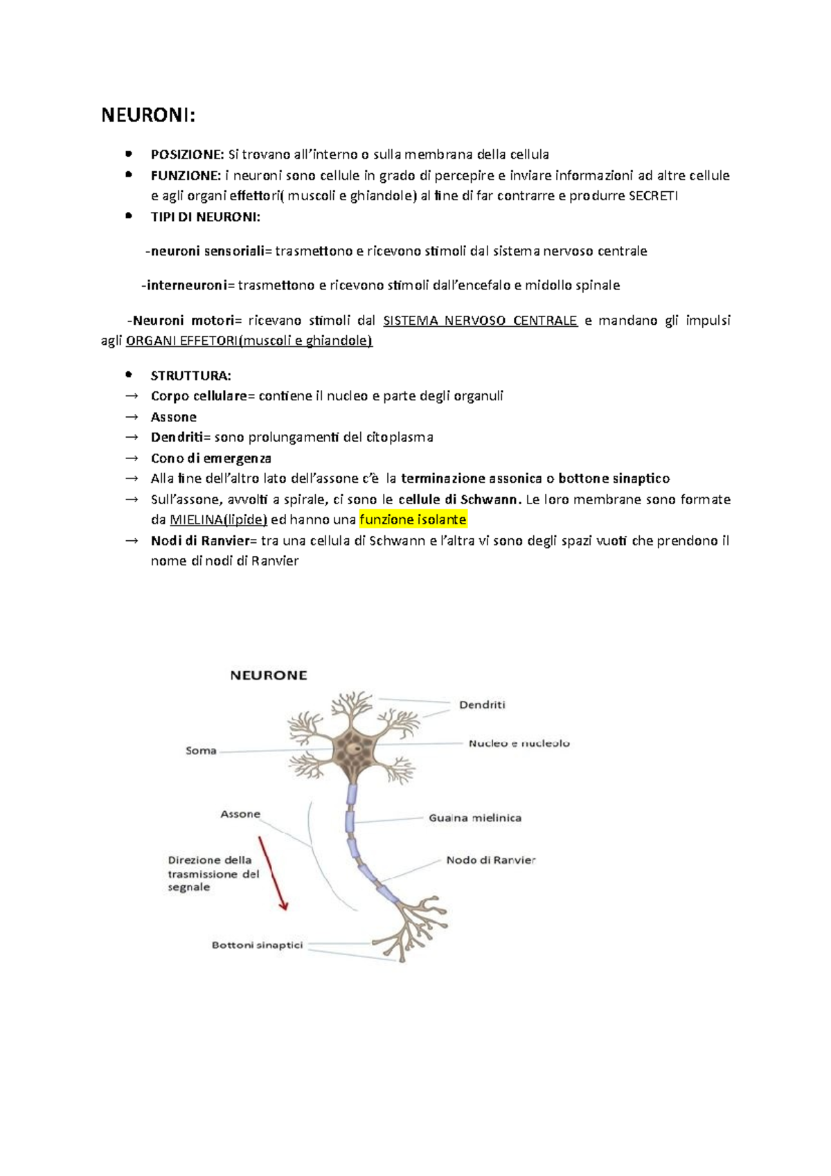 Neuroni - schematizzazione programma biologia - NEURONI: POSIZIONE: Si ...