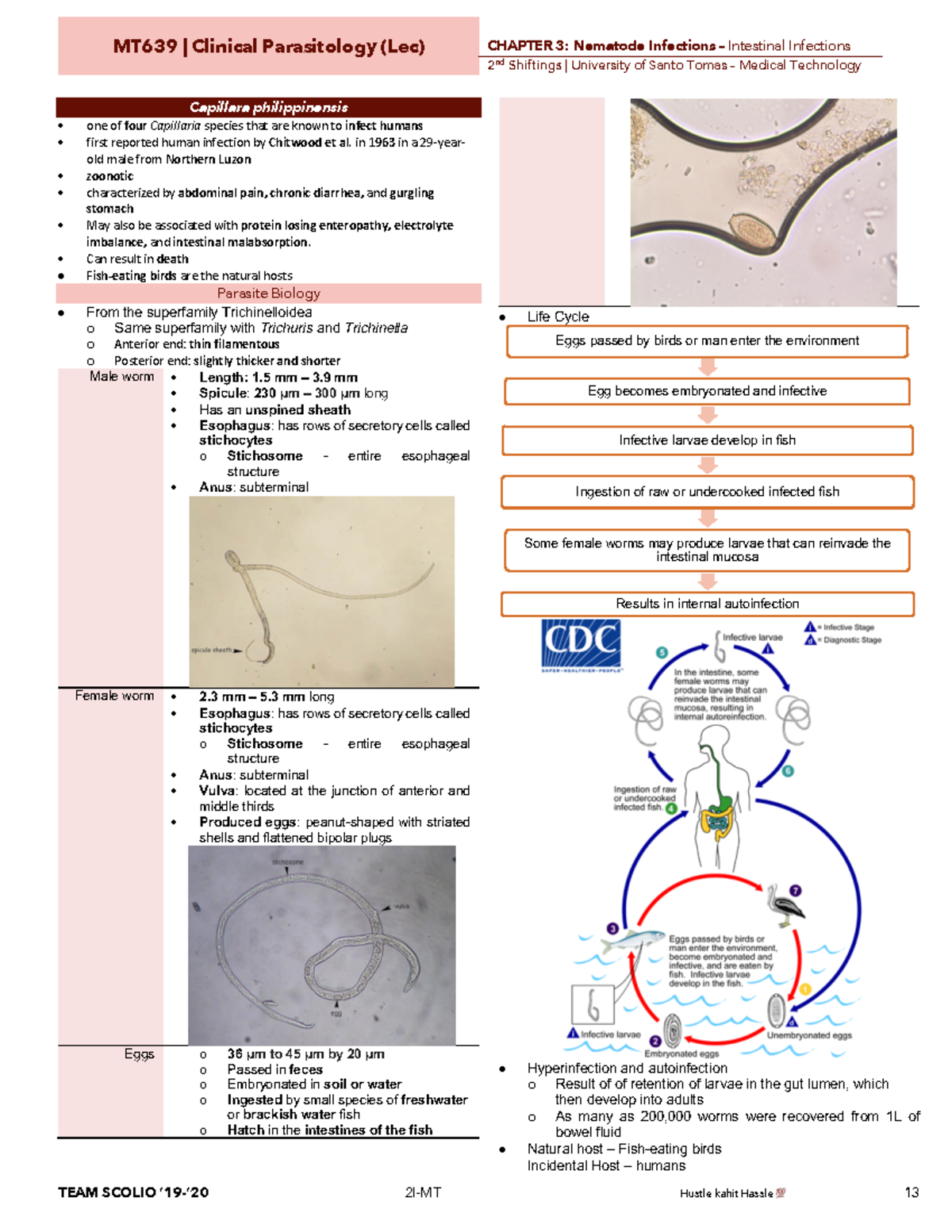 PARA Lec 3 Nematode Infections - Intestinal Nematodes (Arial)-13-15 ...