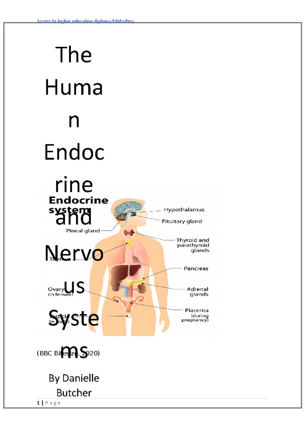 Unit 13 endocrine - (BBC Bitesize, 2020) The Huma n Endoc rine and ...