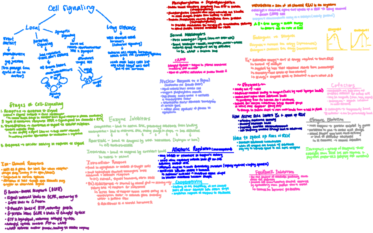 BIO 131 EXAM 2 MIND MAP - Exam II Mind Map - Phosphorylation ...