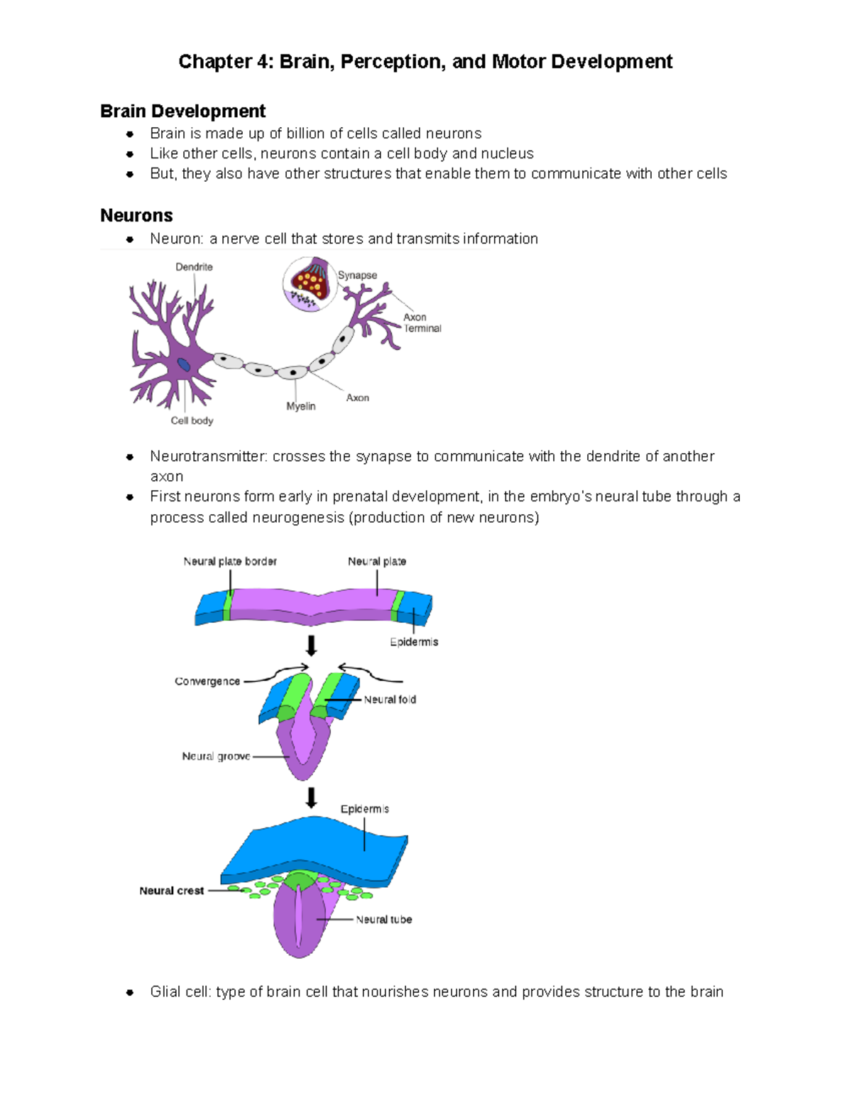 Chapter 4 Brain, Perception, and Motor Development - Chapter 4: Brain ...
