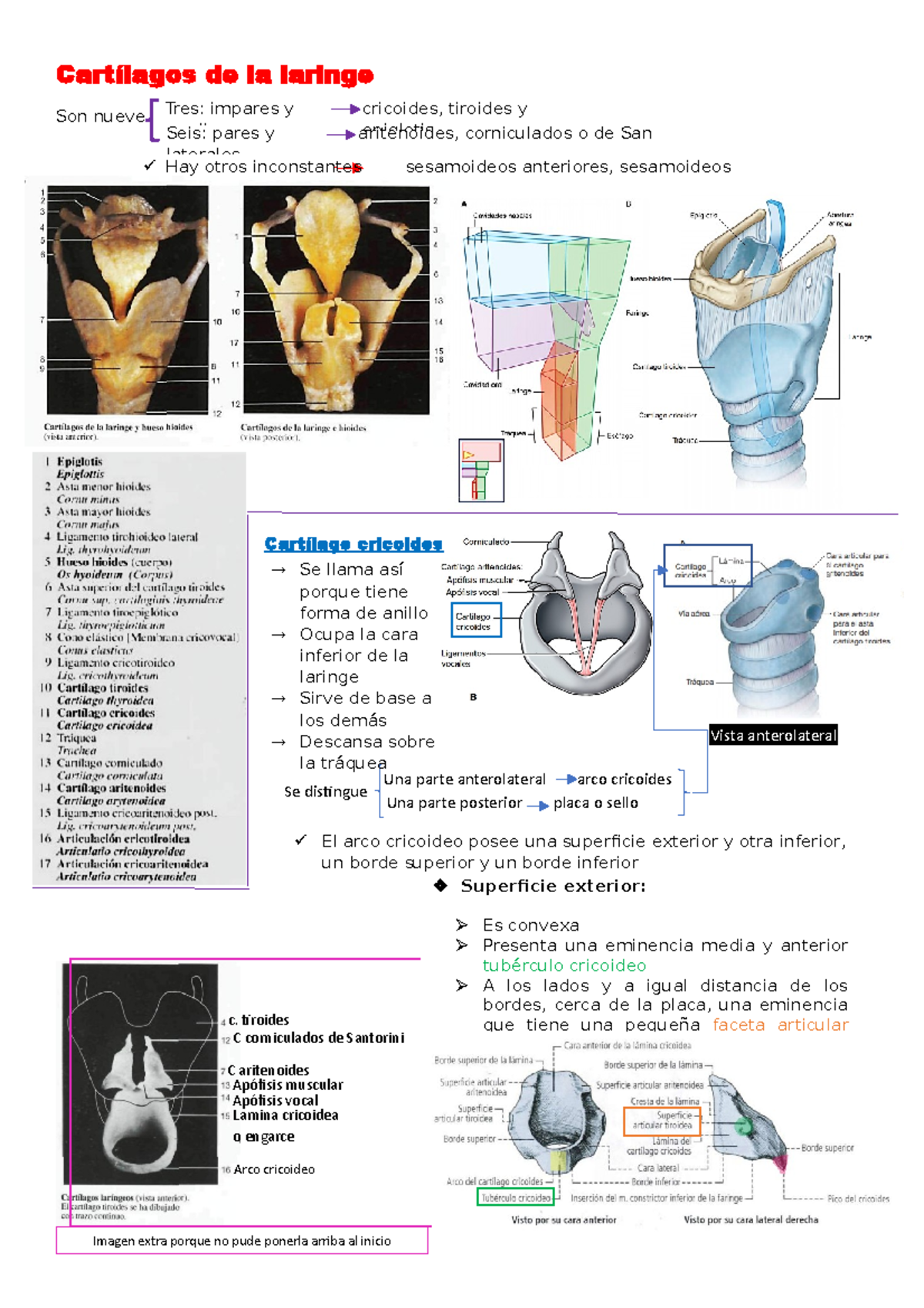 4. Cartílagos de la laringe quiroz - Cartílagos de la laringe Son nueve ...