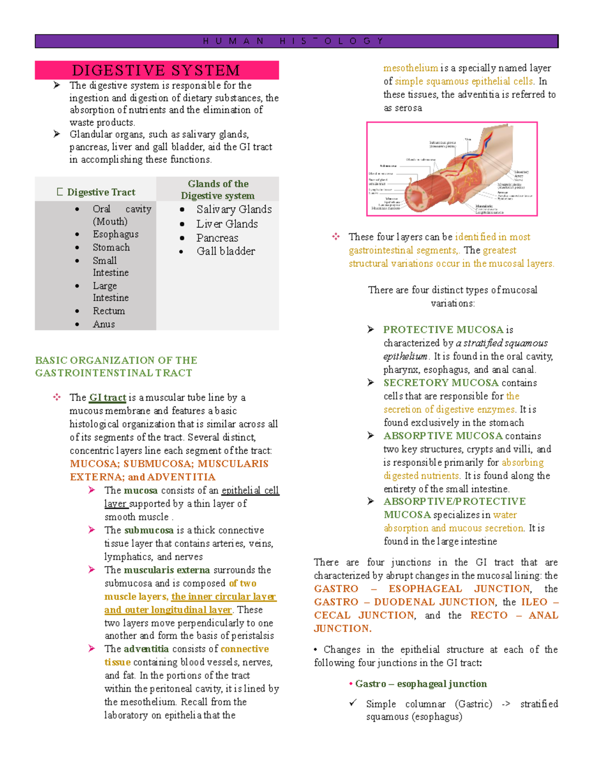 HHIS Transes Finals pdf - H U M A N H I S T O L O G Y DIGESTIVE SYSTEM ...