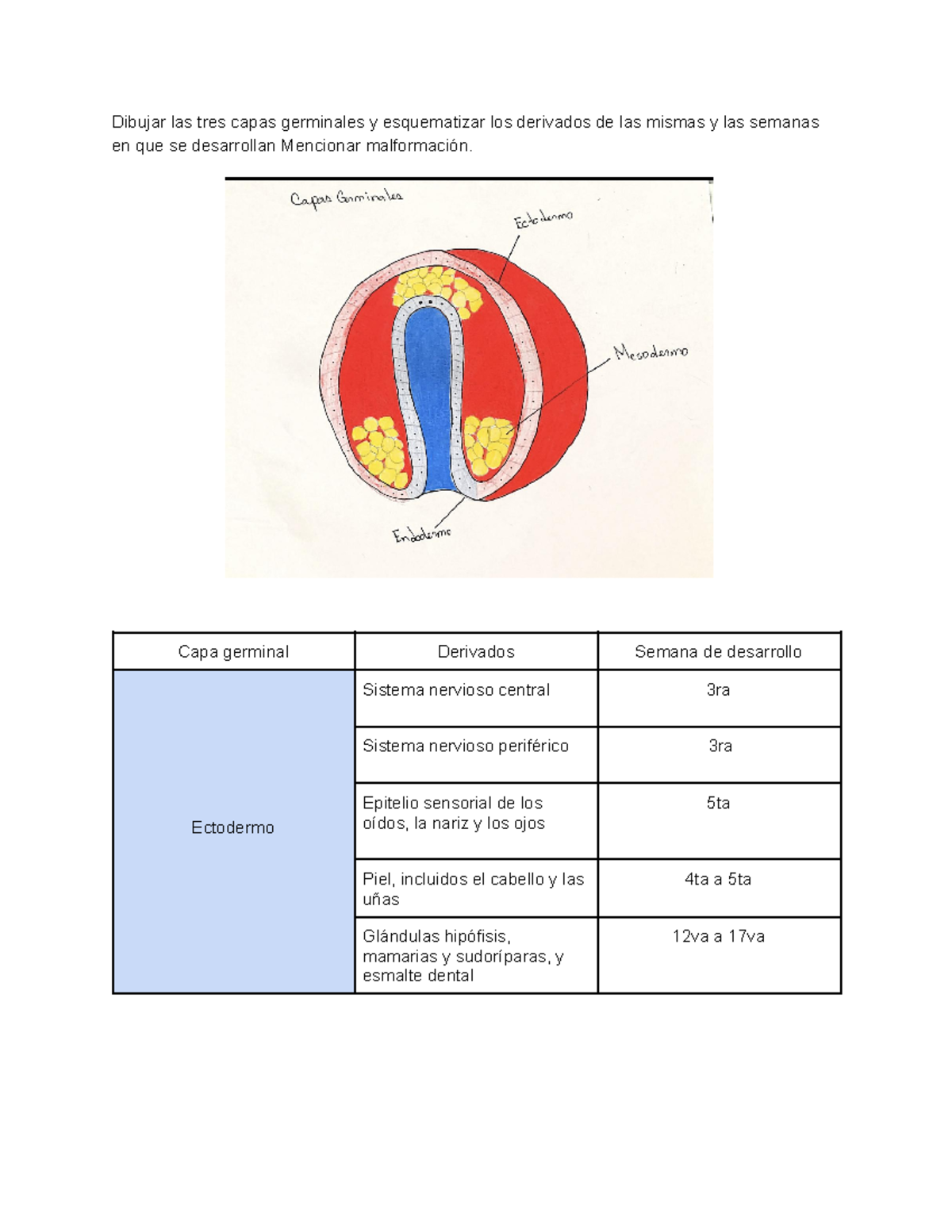 Tarea capas germinales y sus derivados laboratorio de embriología I ...
