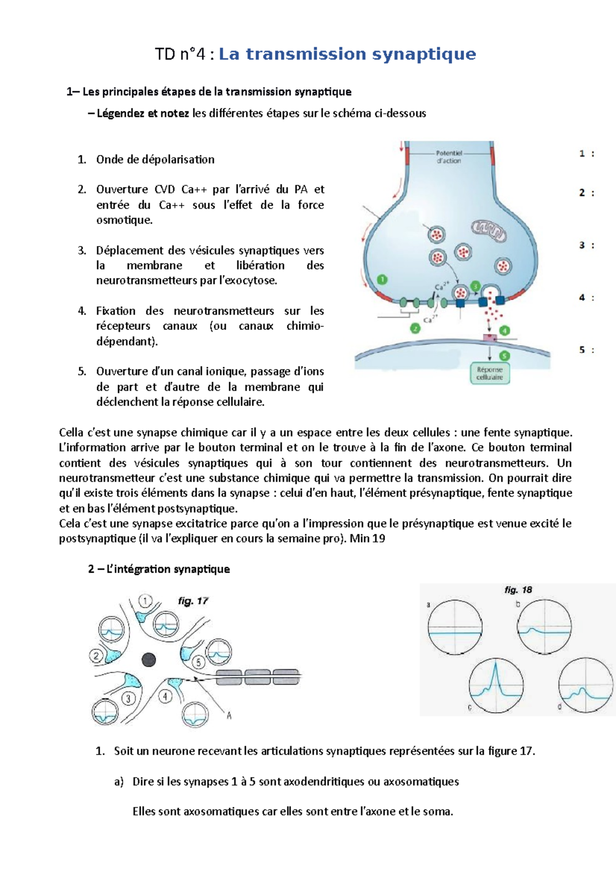 TD 4 2021 Synapse Activités étudiant - neuroscience - TD n°4 : La transmission synaptique 1 ...