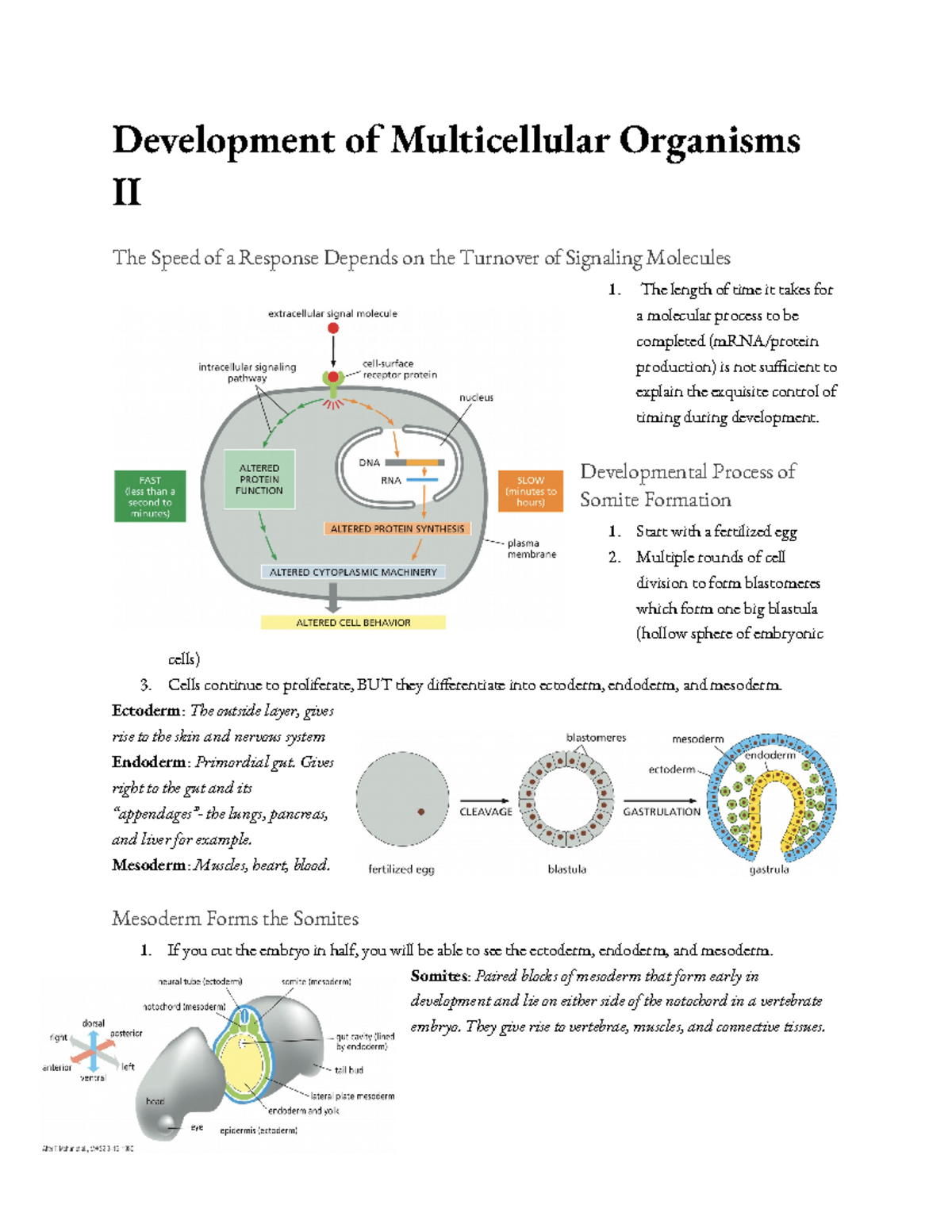 Development of Multicellular Organisms II - Development of ...