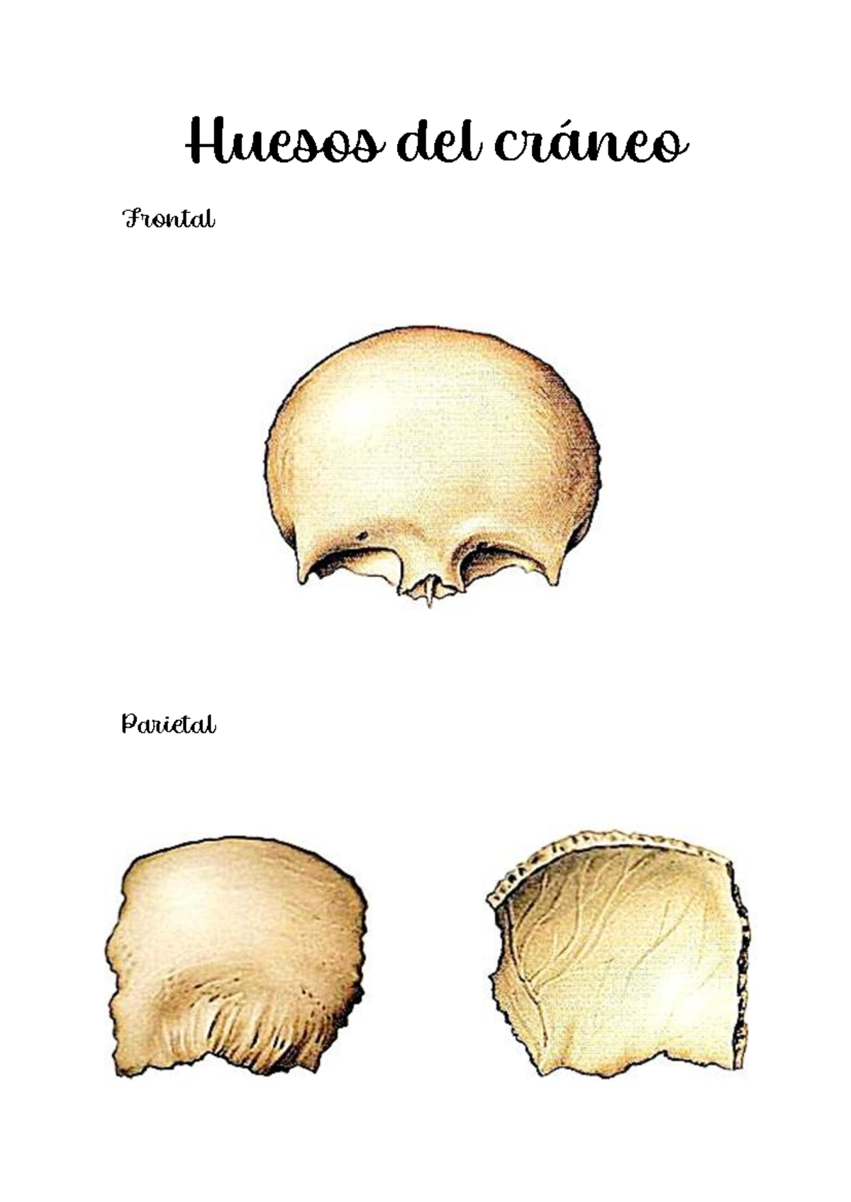 Huesos craneales - Anatomia - Historia de la Medicina - Huesos del ...