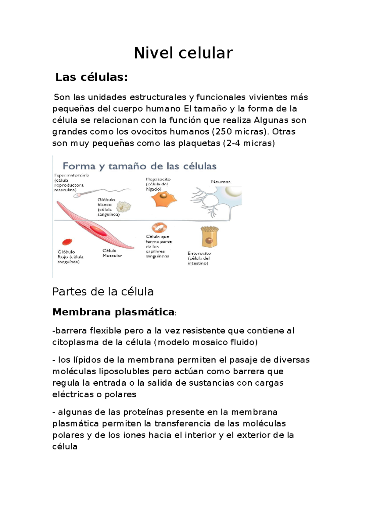 Nivel celular mi resumen - Nivel celular Las células: Son las unidades ...