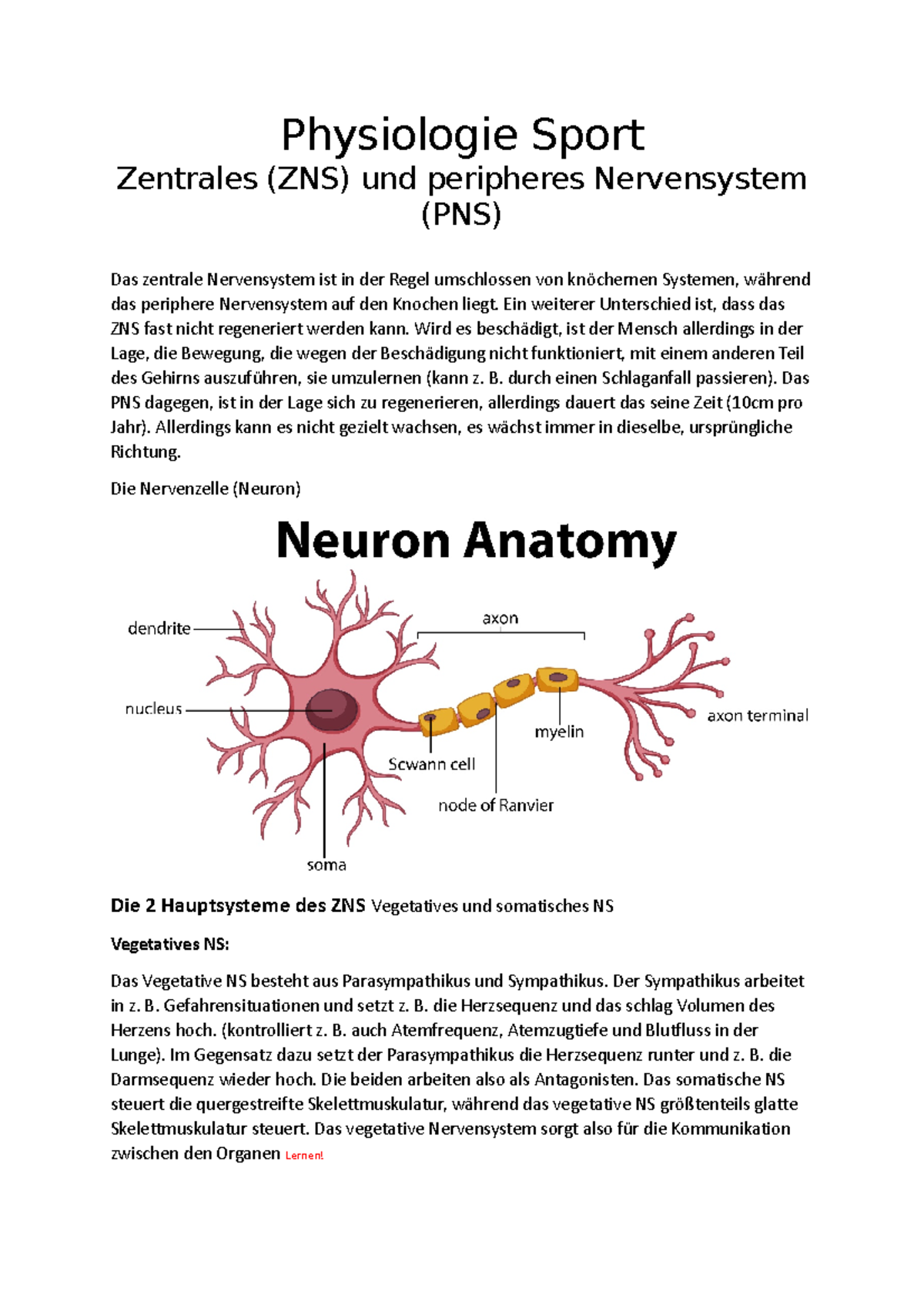 Physiologie 1 Nervensystem - Physiologie Sport Zentrales (ZNS) und ...