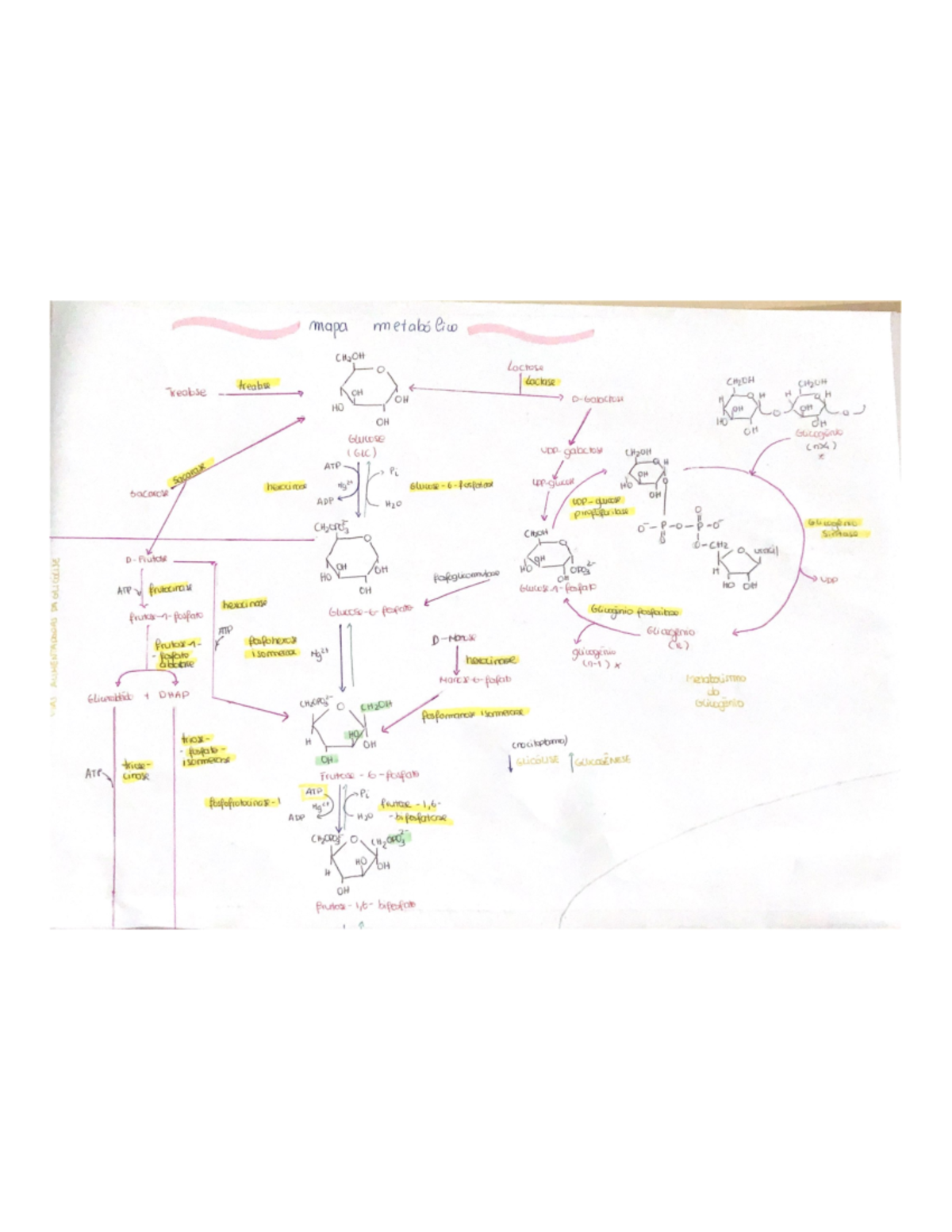 Mapa Metabolico - Mapa Metabólico - Bioquímica II - Studocu