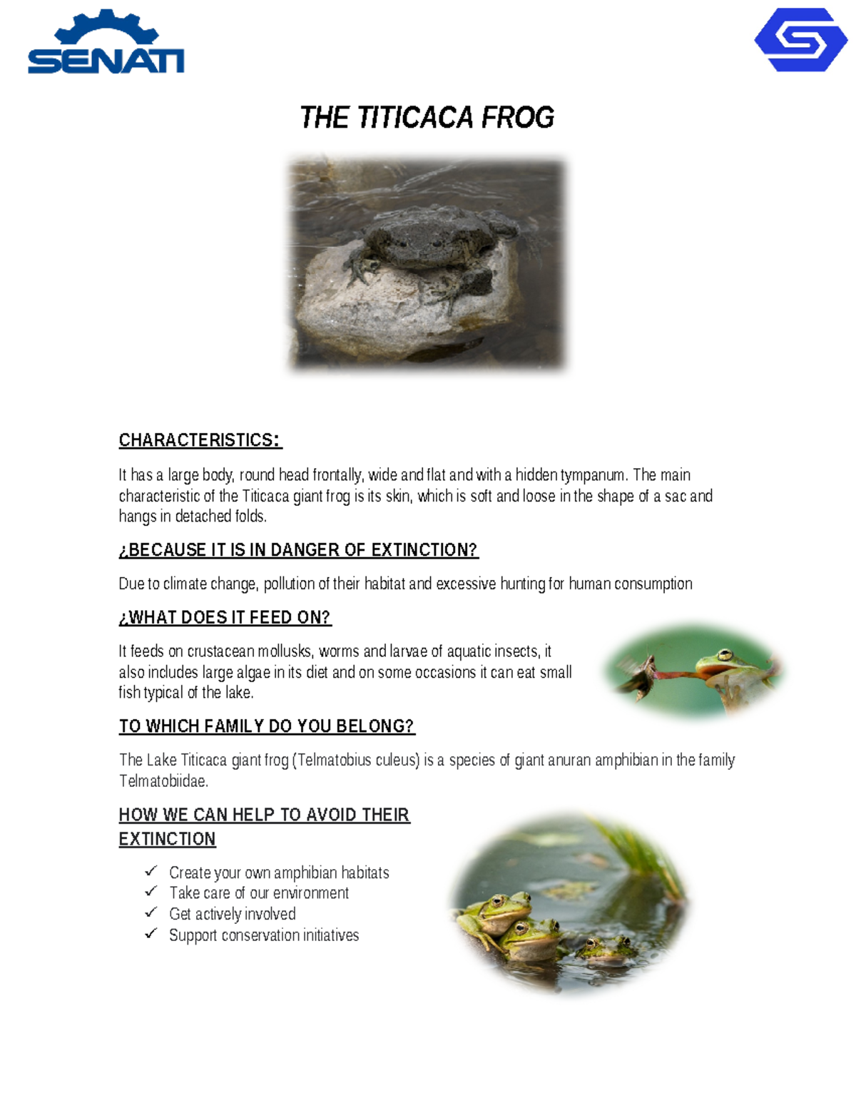 LA RANA DEL Titicaca Traducido-1 - THE TITICACA FROG CHARACTERISTICS: It has a large body, round ...