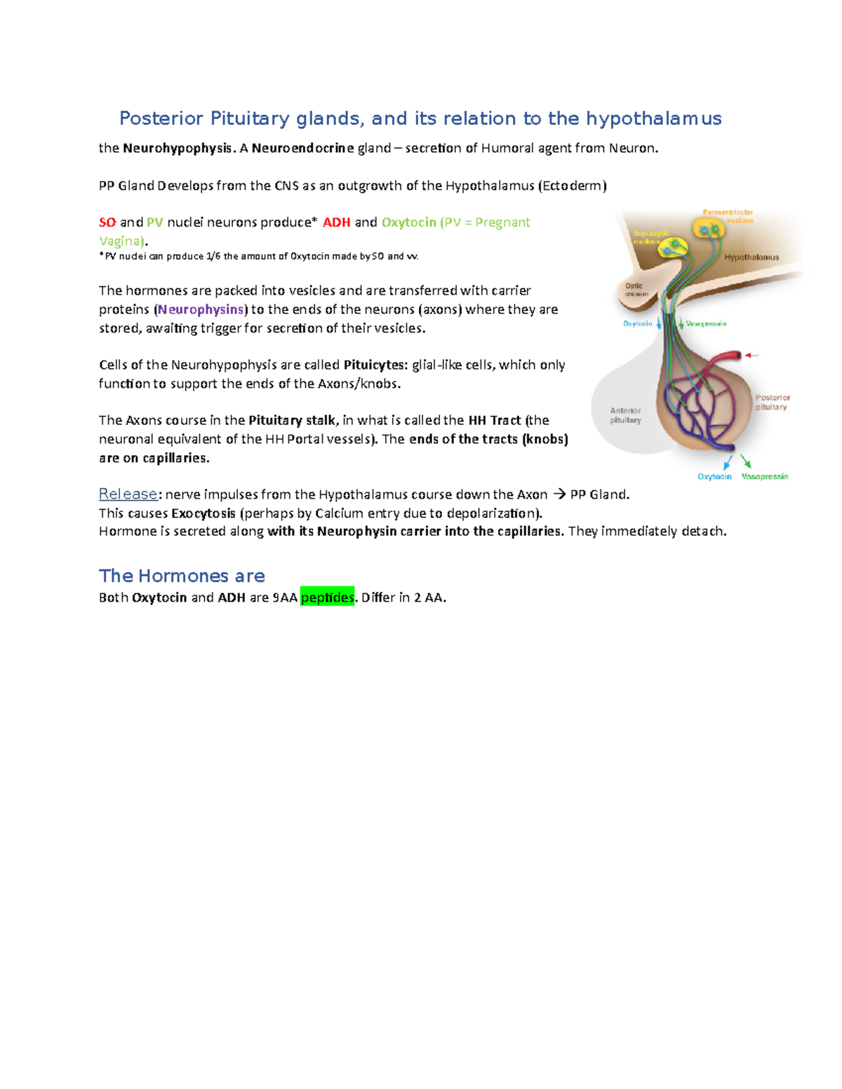 3 Posterior Pituitary glands - A Neuroendocrine gland – secretion of ...