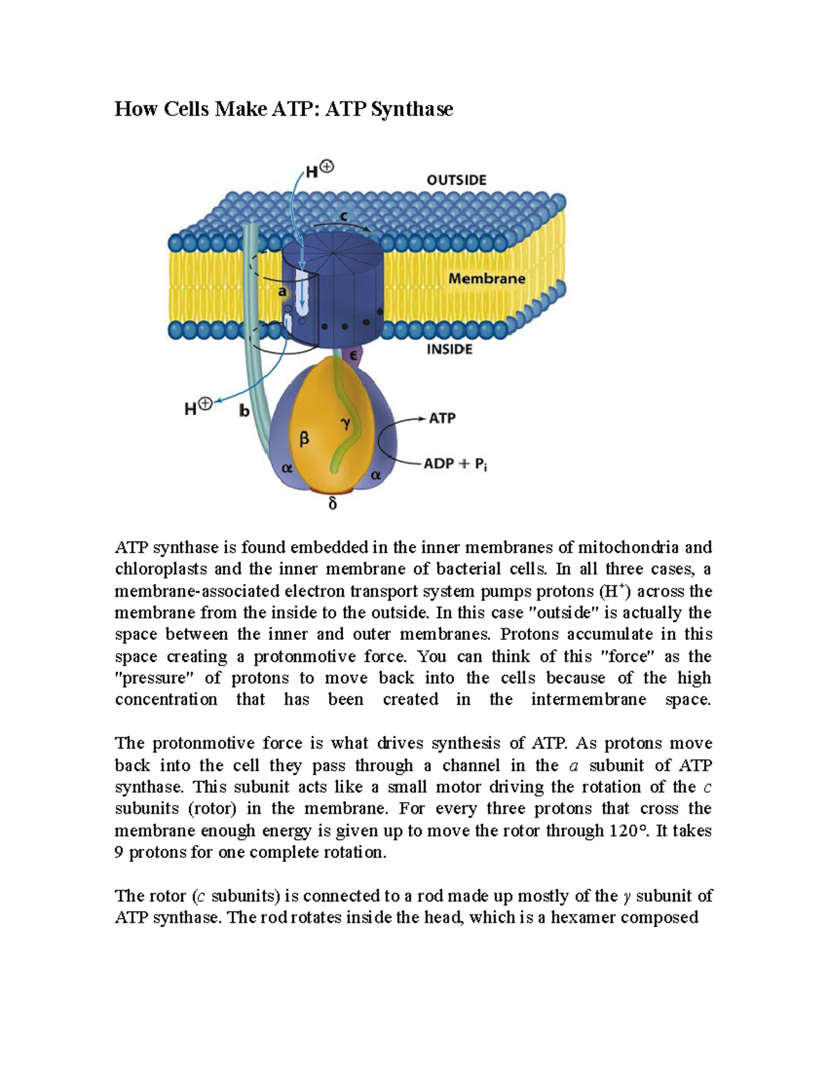 How Cells Make ATP - Apuntes 1 - How Cells Make ATP: ATP Synthase ATP ...