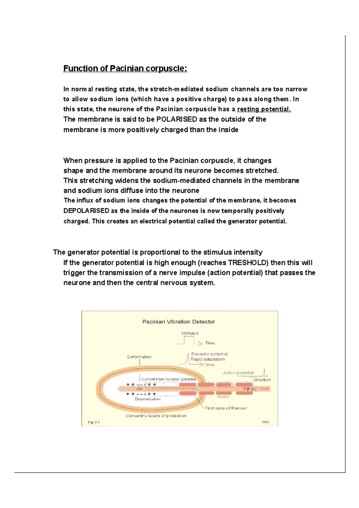 The eye - Biology - Function of Pacinian corpuscle: In normal resting ...