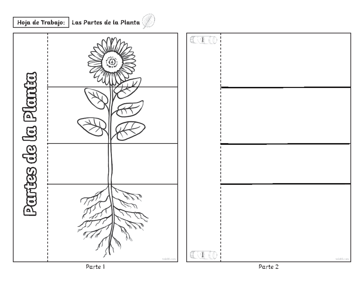 Partes de la planta - Cultura Física SENA - Partes de la PlantaPartes ...