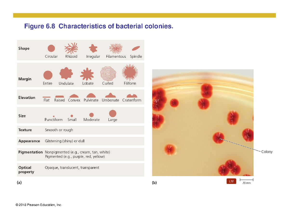 Chapter 6 Bio 440 26-30 - Figure 6 Characteristics of bacterial ...