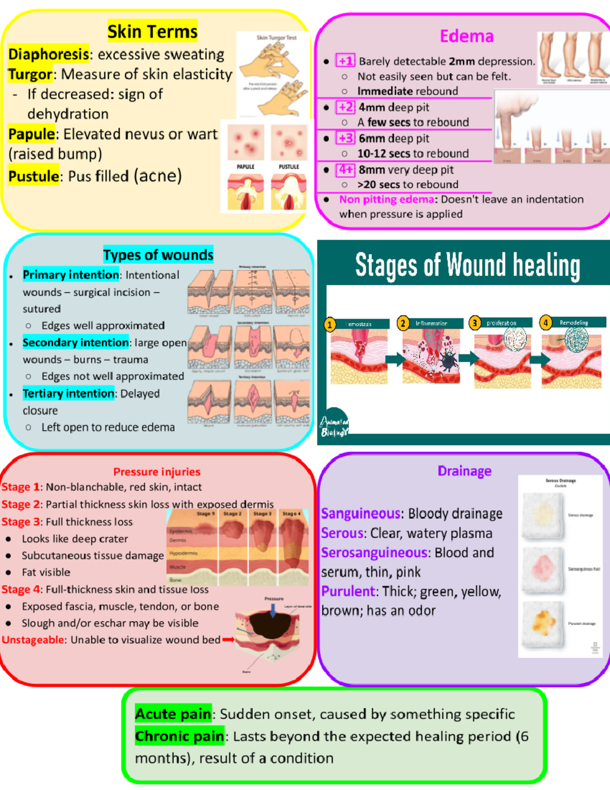 Study guide exam 2 - Skin Terms Skin Turgor Test Edema Diaphoresis ...