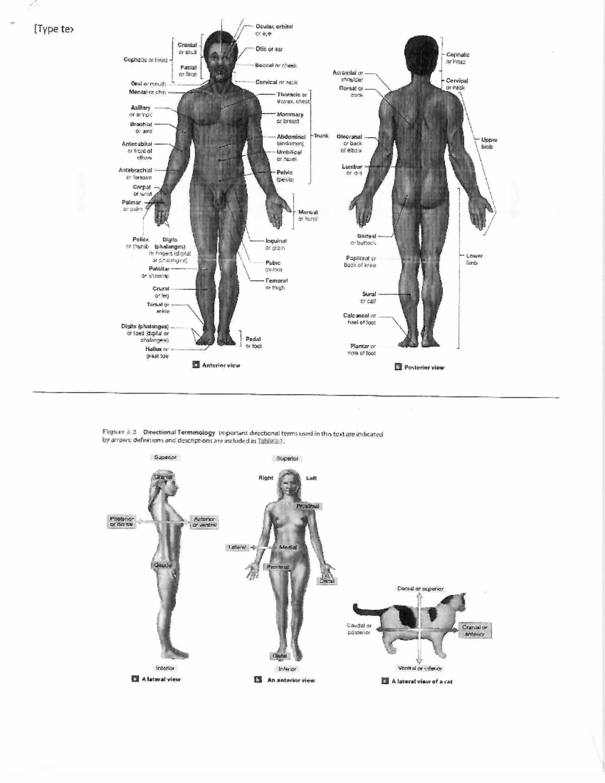 Basics A&P Handout - BIO 130 - Studocu