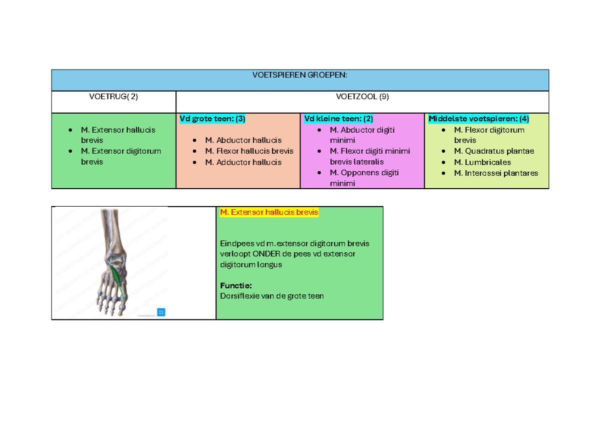 Voetspieren Groepen - spieren - VOETSPIEREN GROEPEN: VOETRUG( 2 ...