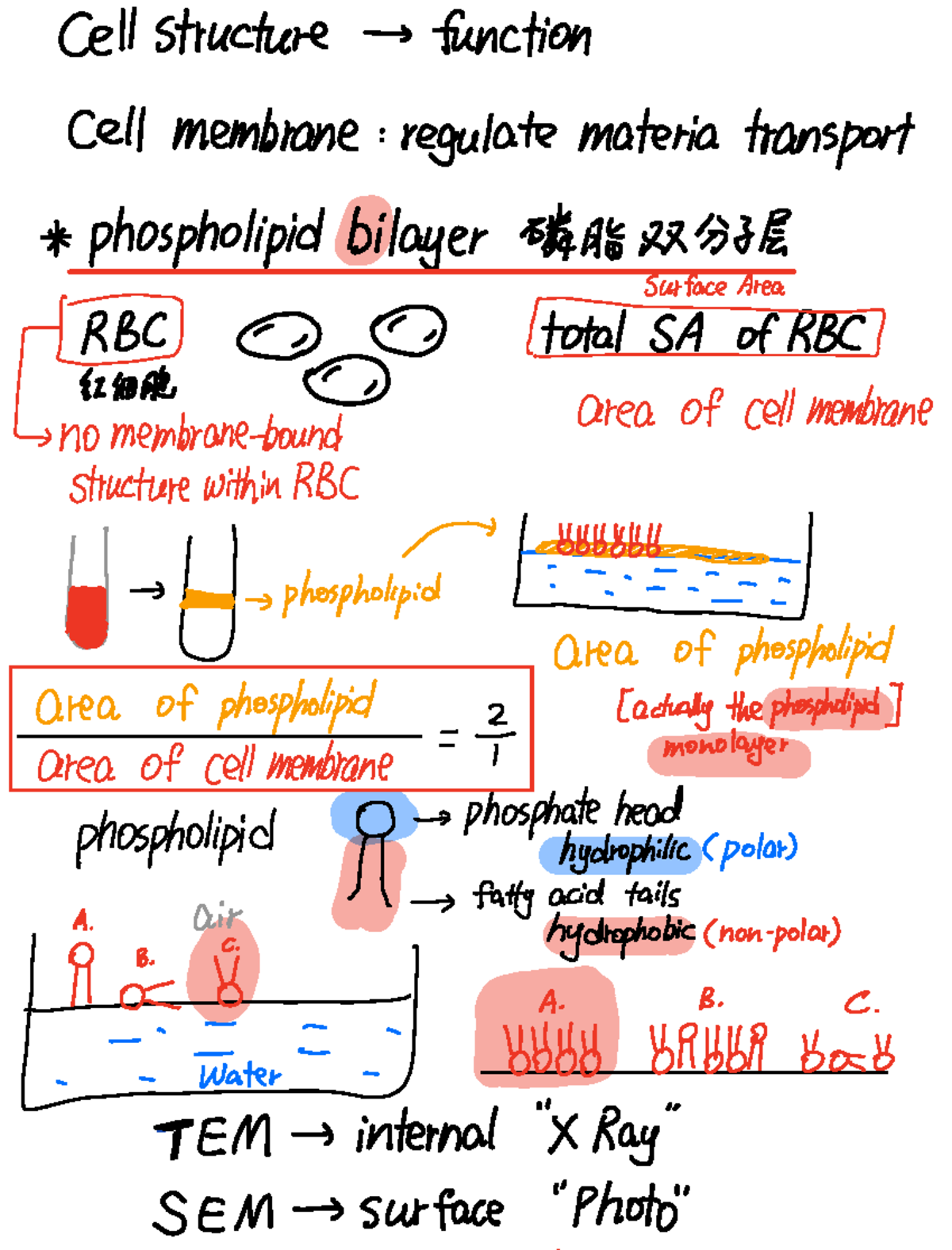 AP U2 Membrane - Cell structure function Cell membrane regulate materia ...