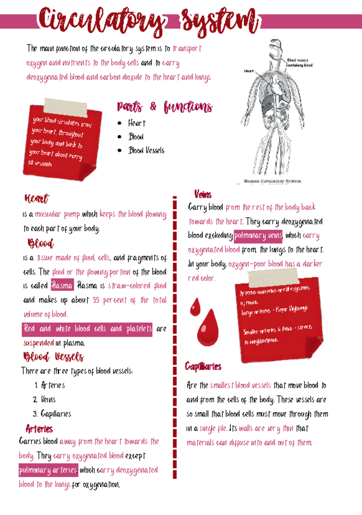 Science, lesson 1 - It is about the Circulatory system. - your blood ...