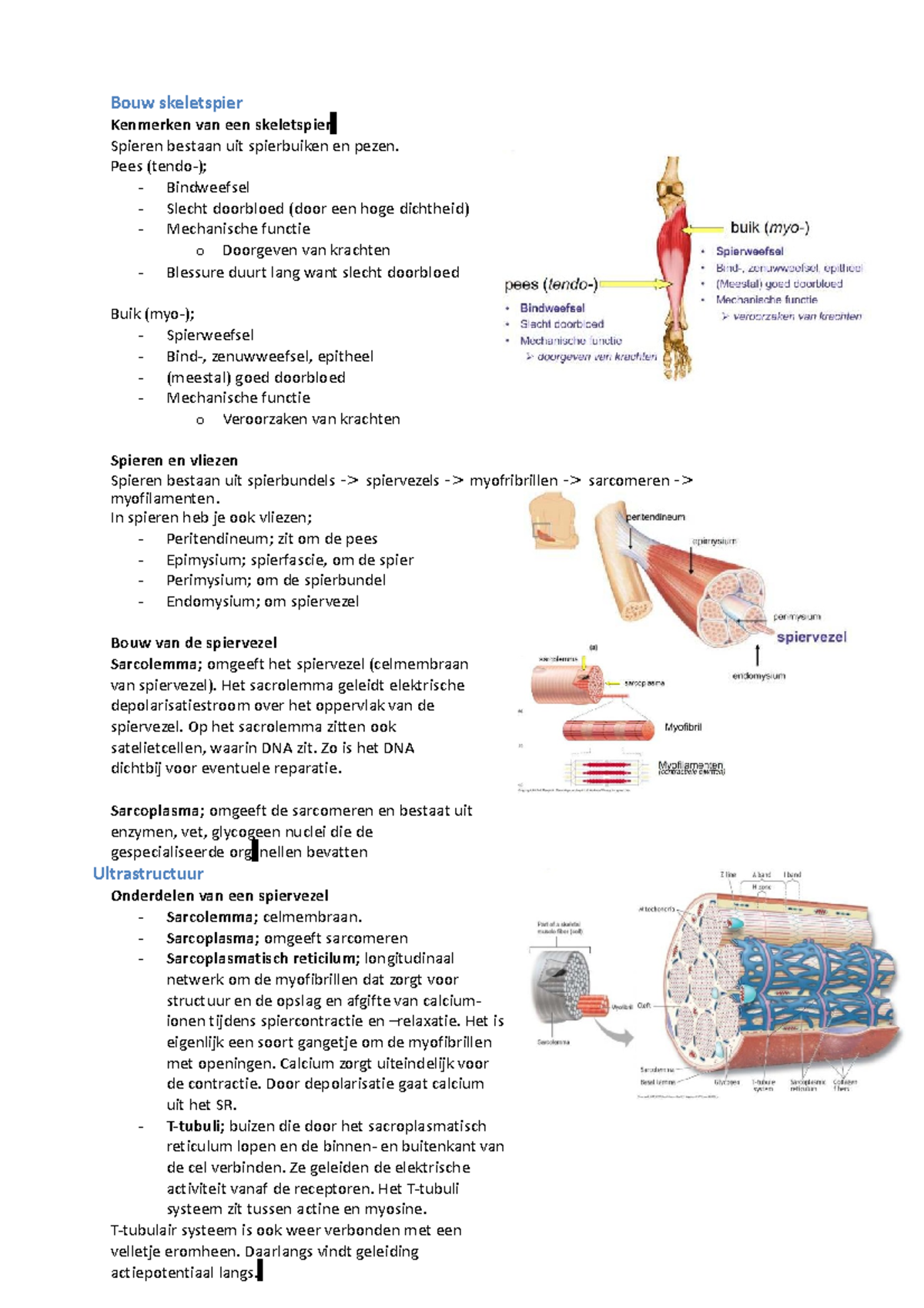 HC13 - hoorcollege 13 - Bouw skeletspier Kenmerken van een skeletspier ...