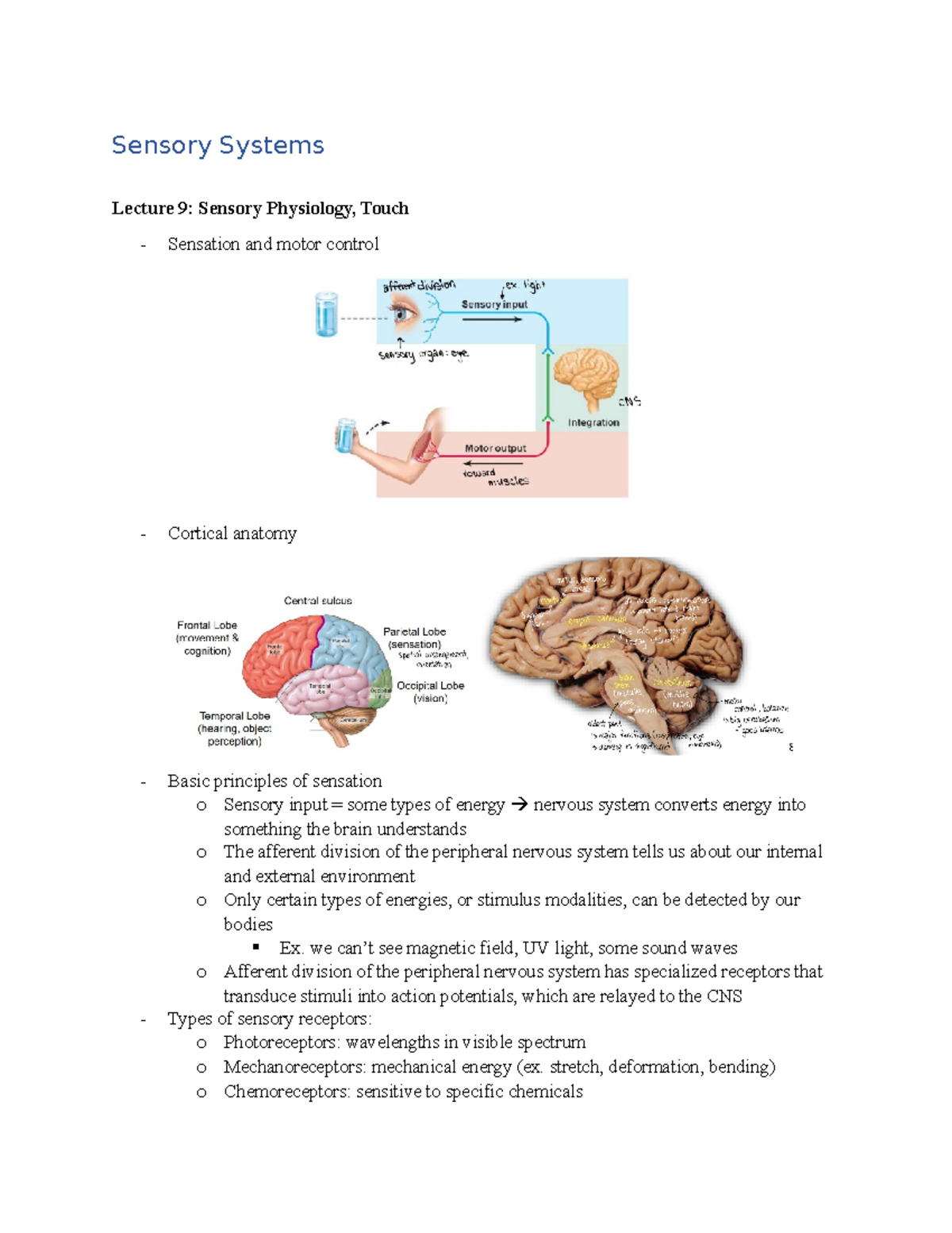 Dr Everling Notes - Sensory Systems Lecture 9: Sensory Physiology ...