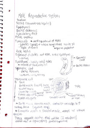 Lower Appendage Bones - Pelvic girdle, femur, tibia, fibula, patella ...