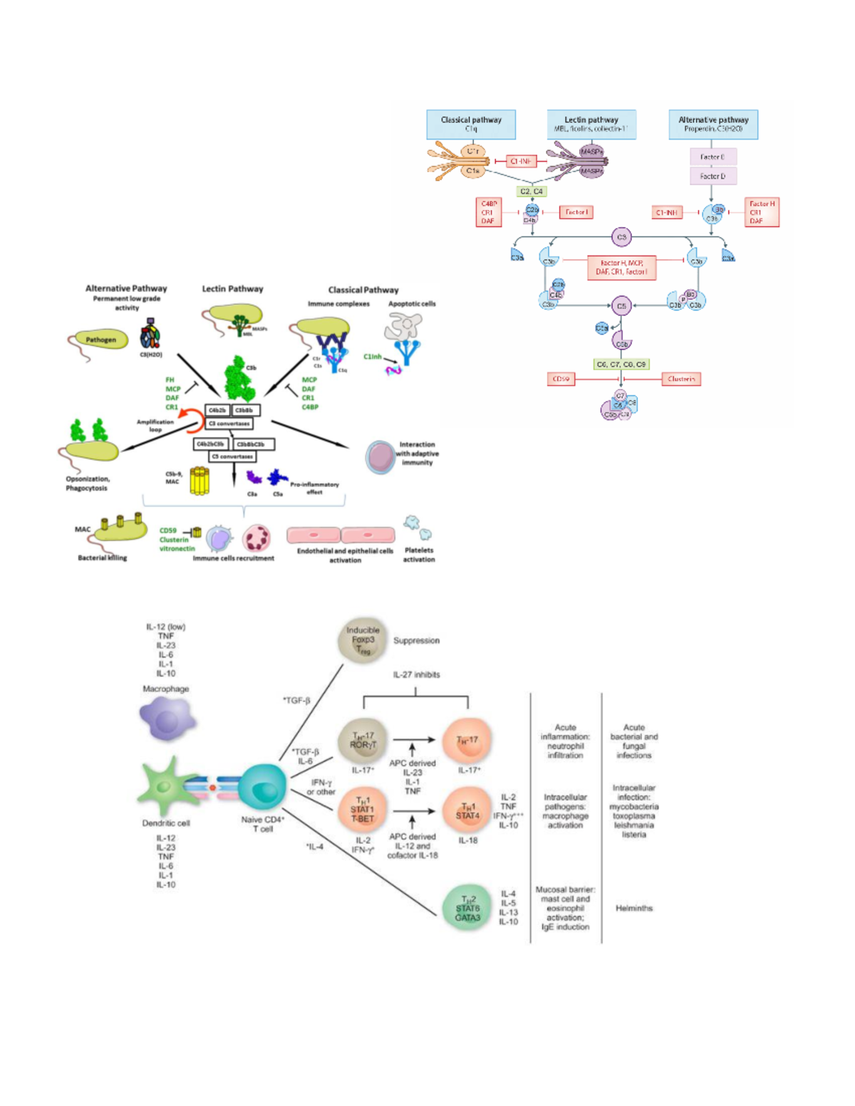 B06IMM Afbeeldingen - Immunologie - Warning: TT: undefined function: 32 - Studeersnel