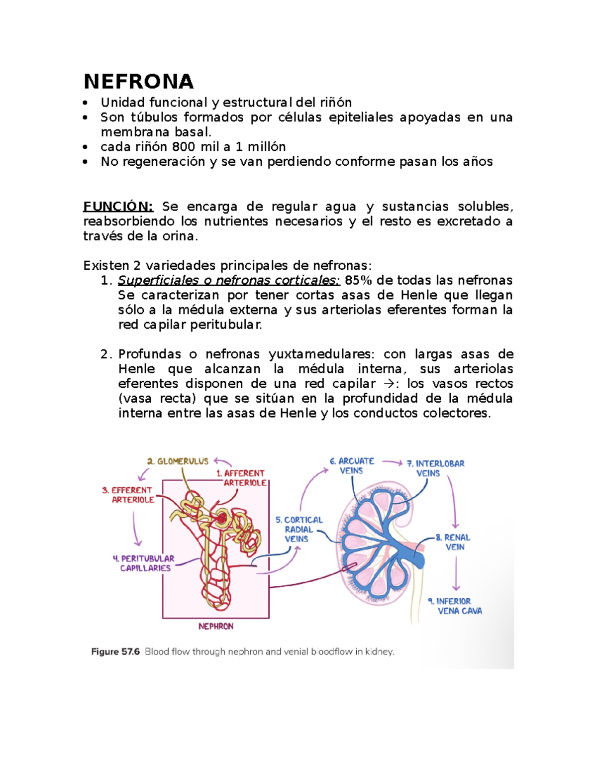 Nefrona - Apunte - NEFRONA Unidad funcional y estructural del riñón Son ...