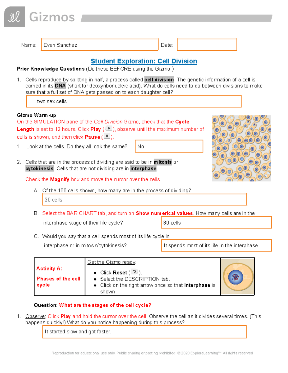 Gizmo Cell Division - Name: Evan Sanchez Date: Student Exploration ...
