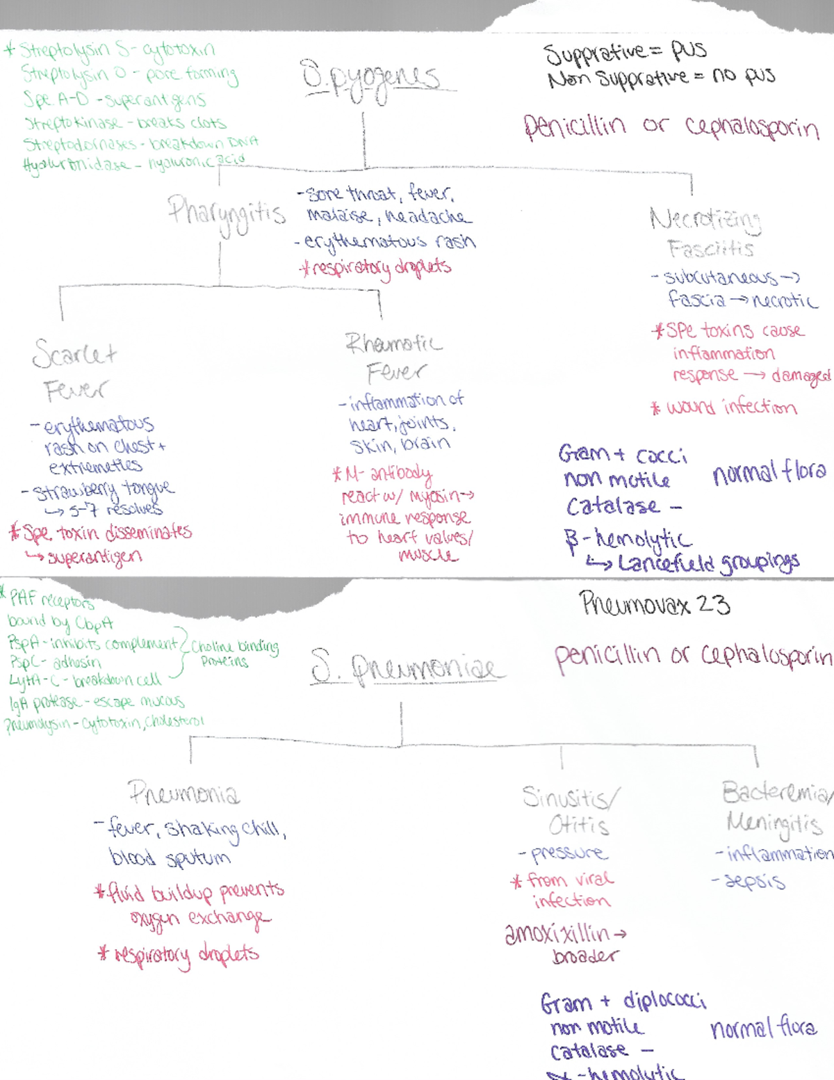 Bacteria Flashcards - Summary Pathogenic Microbiology - — ‘ «9m mama A ...