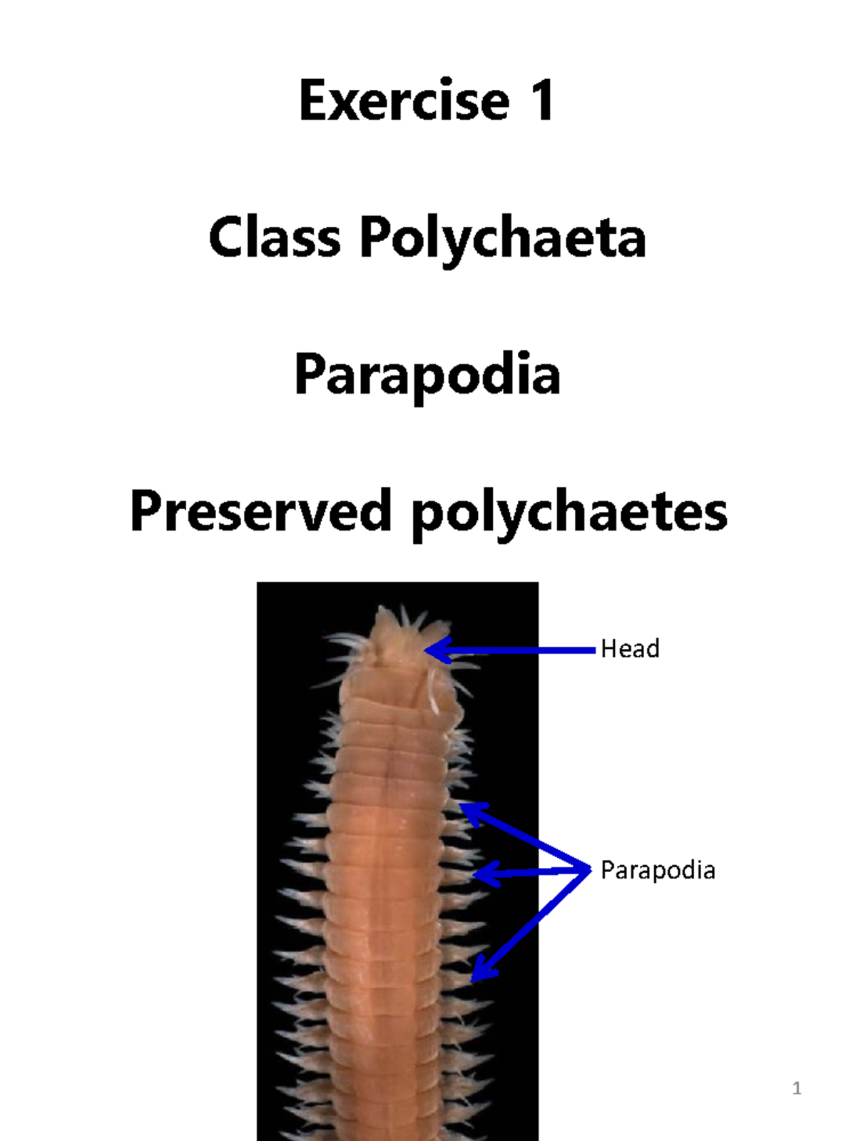 Labels for Practical 2 - Polychaetes and Molluscs - 1 Exercise 1 Class ...