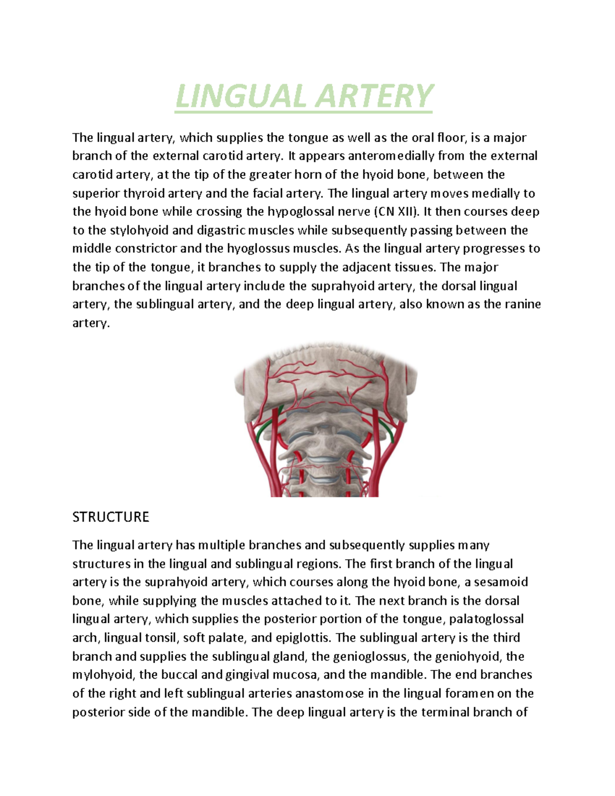 Lingual Artery - LINGUAL ARTERY The lingual artery, which supplies the ...