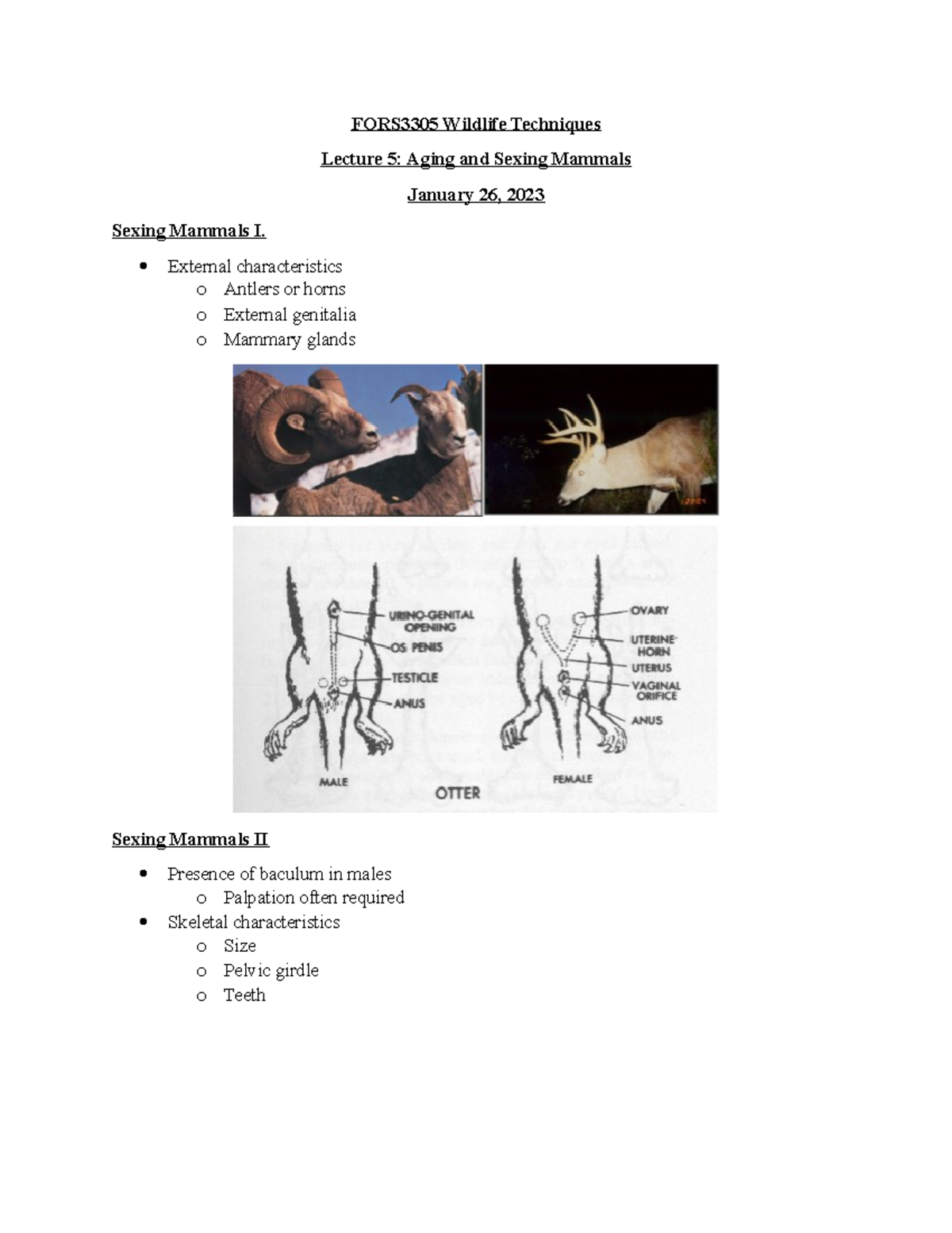 FORS3305 Lecture 5 Aging and Sexing Mammals - FORS3305 Wildlife ...